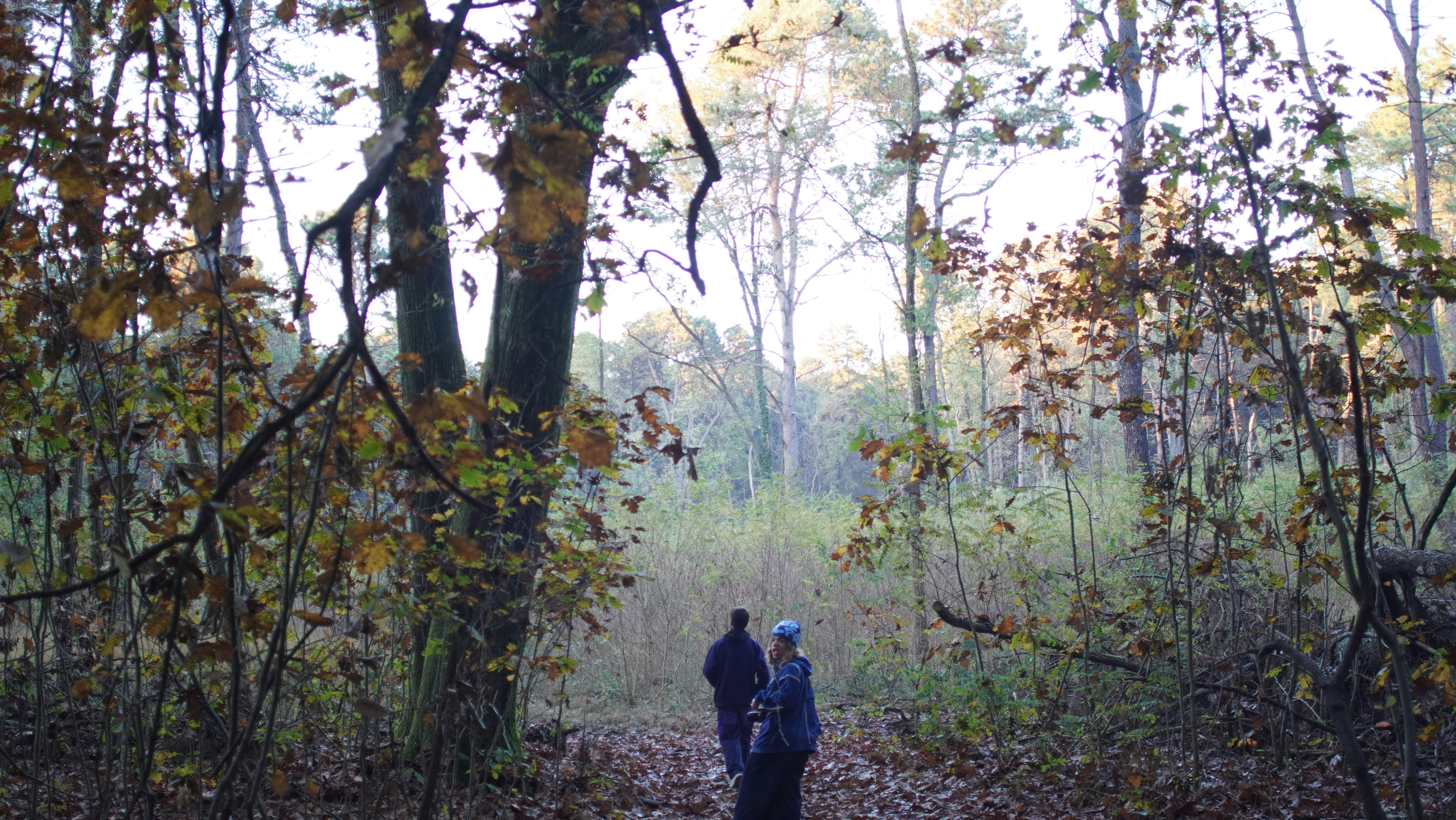 Whispers of Autumn: A Journey Through the Forest