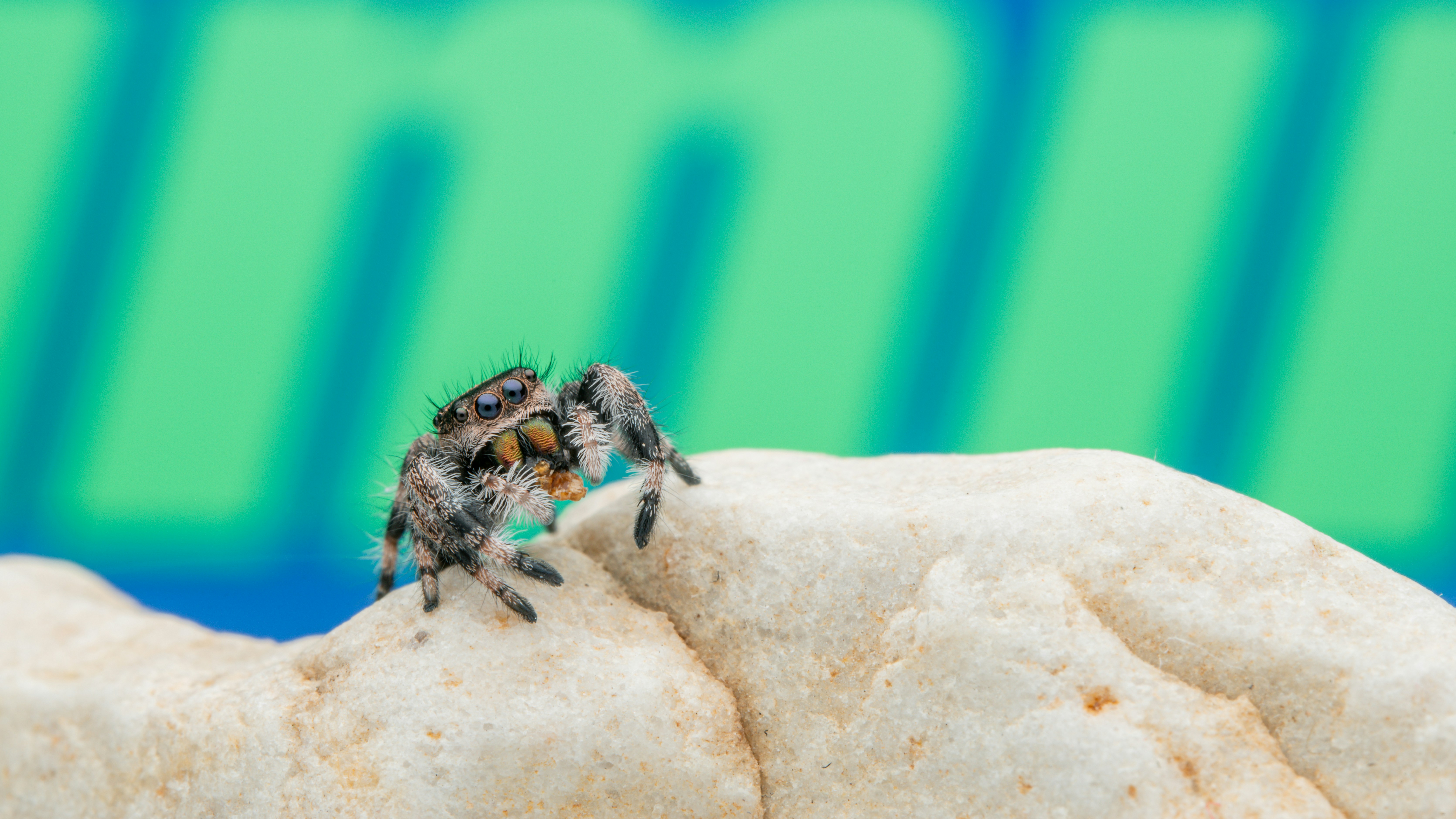 Jumping Spider | A small spider rests on a rock.