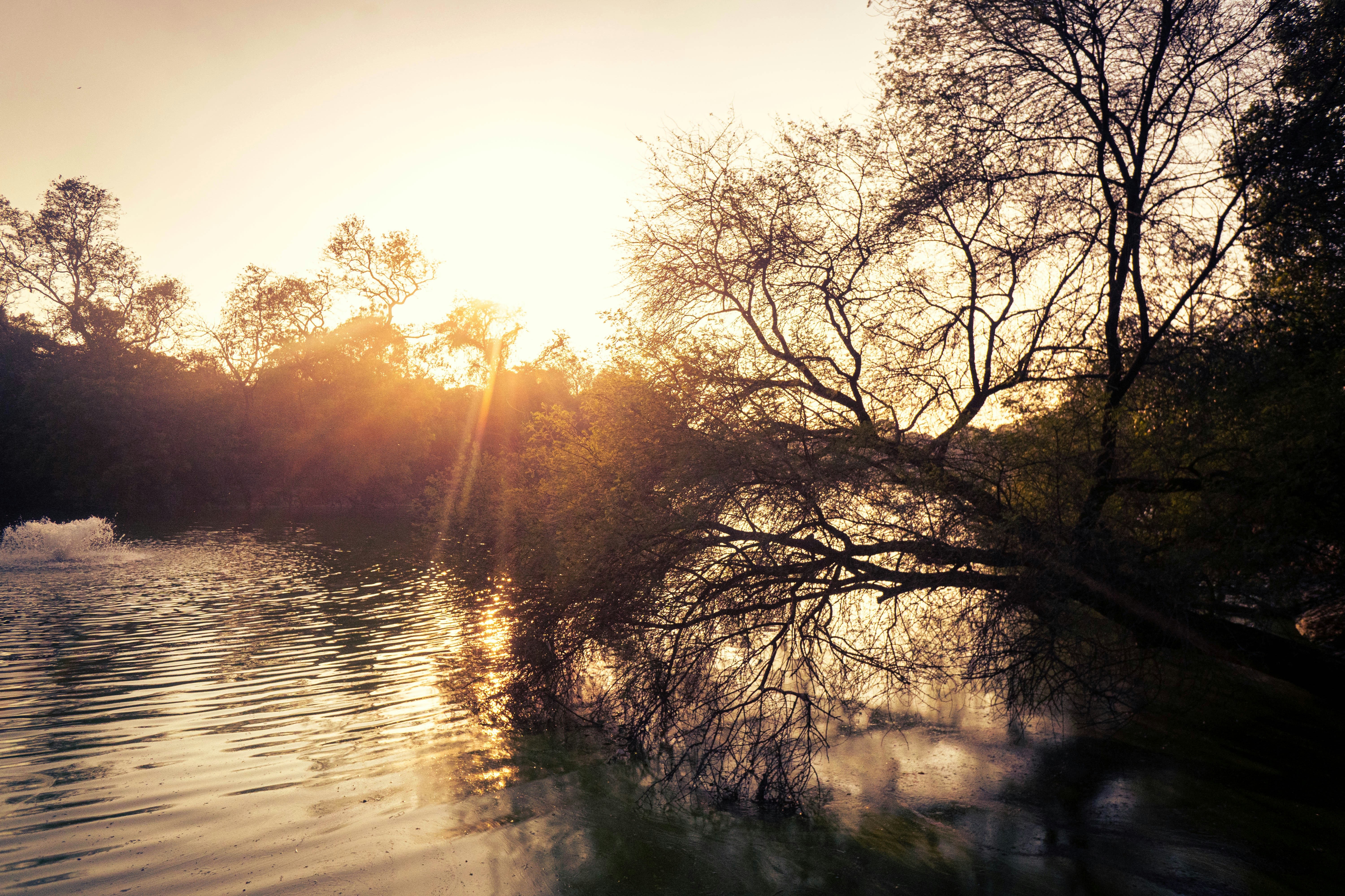 Sunlight streams through trees reflecting on water.