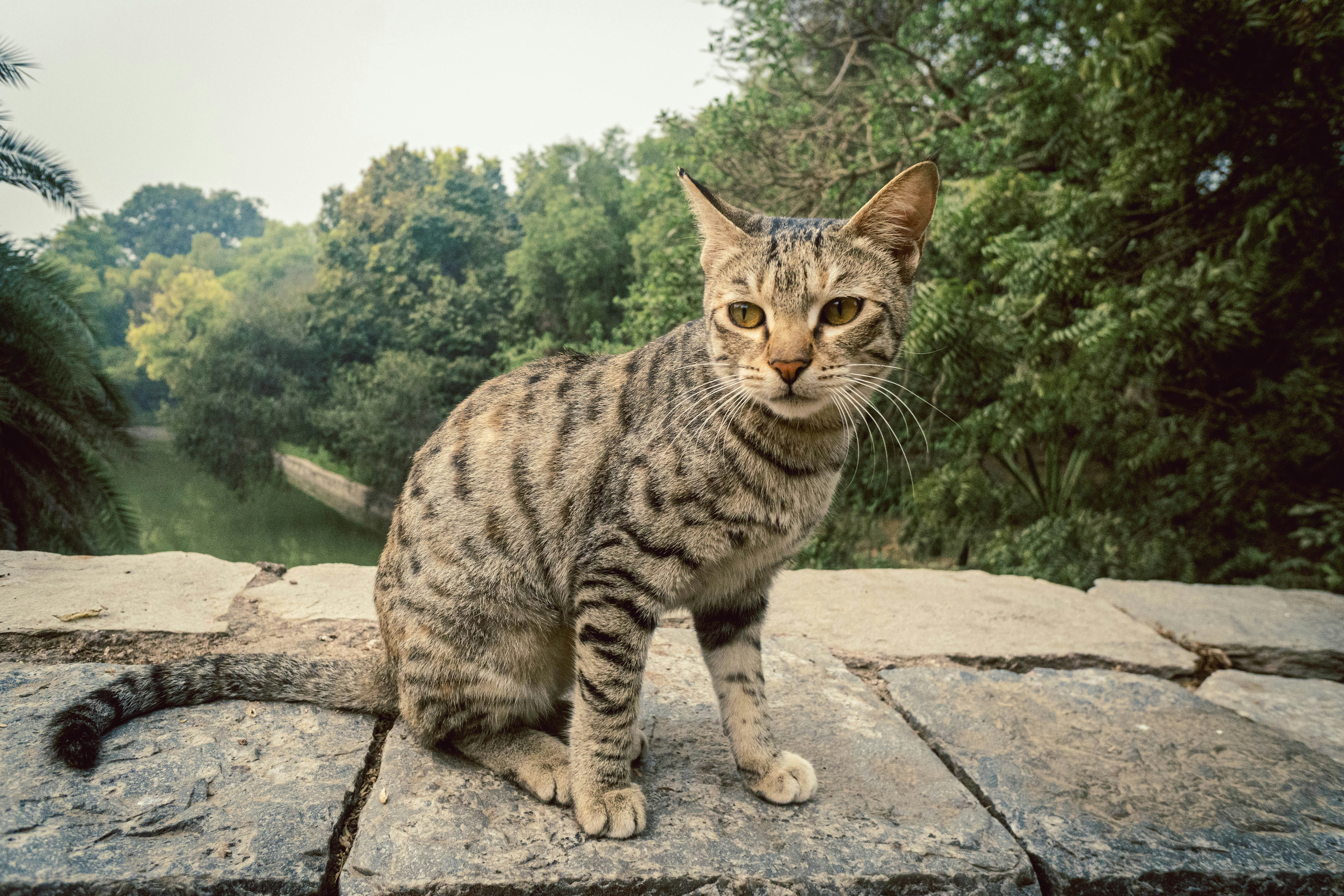 Whiskers on the Edge of Nature