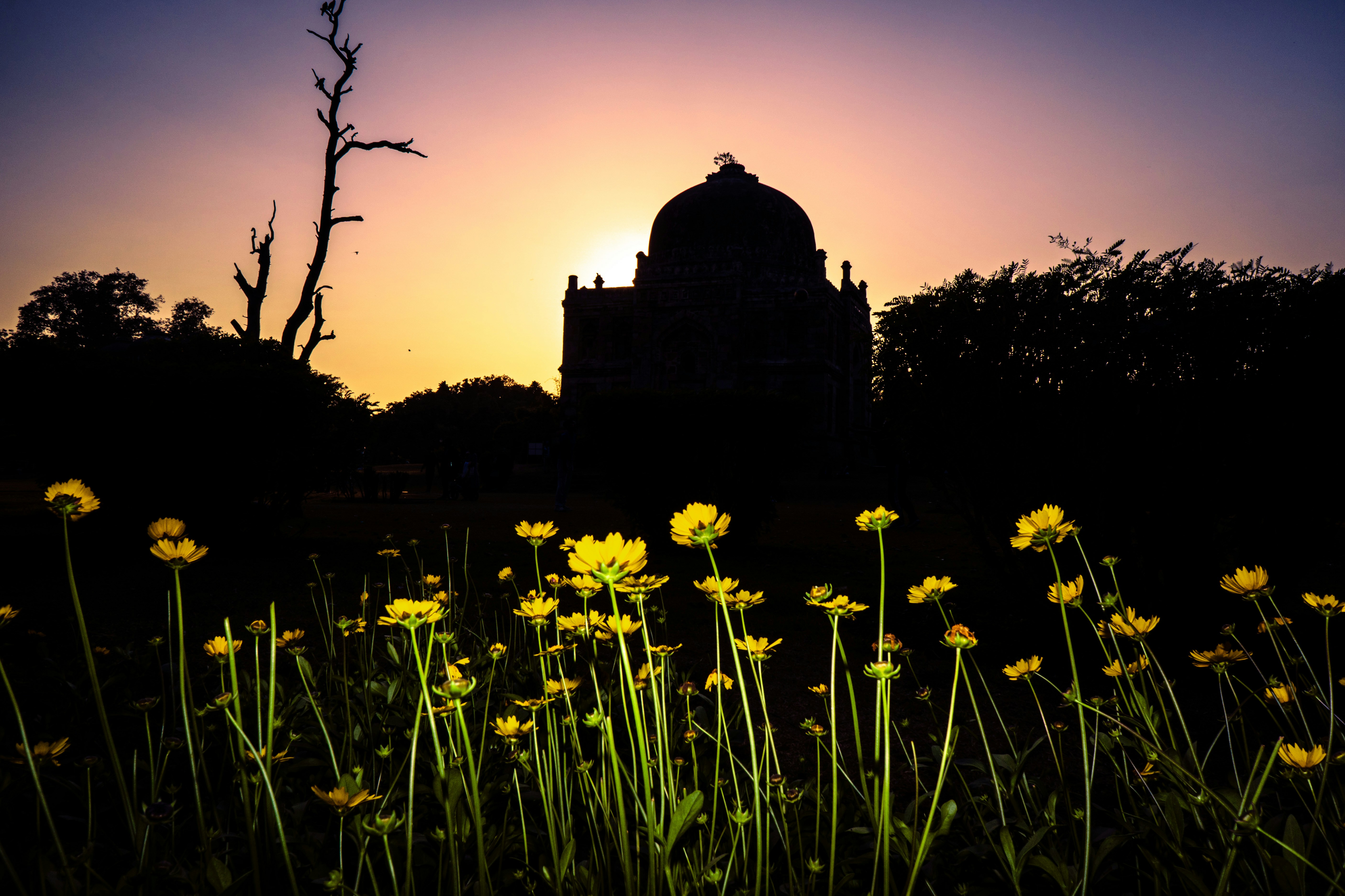 Silhouette of a domed building at sunset behind yellow flowers.