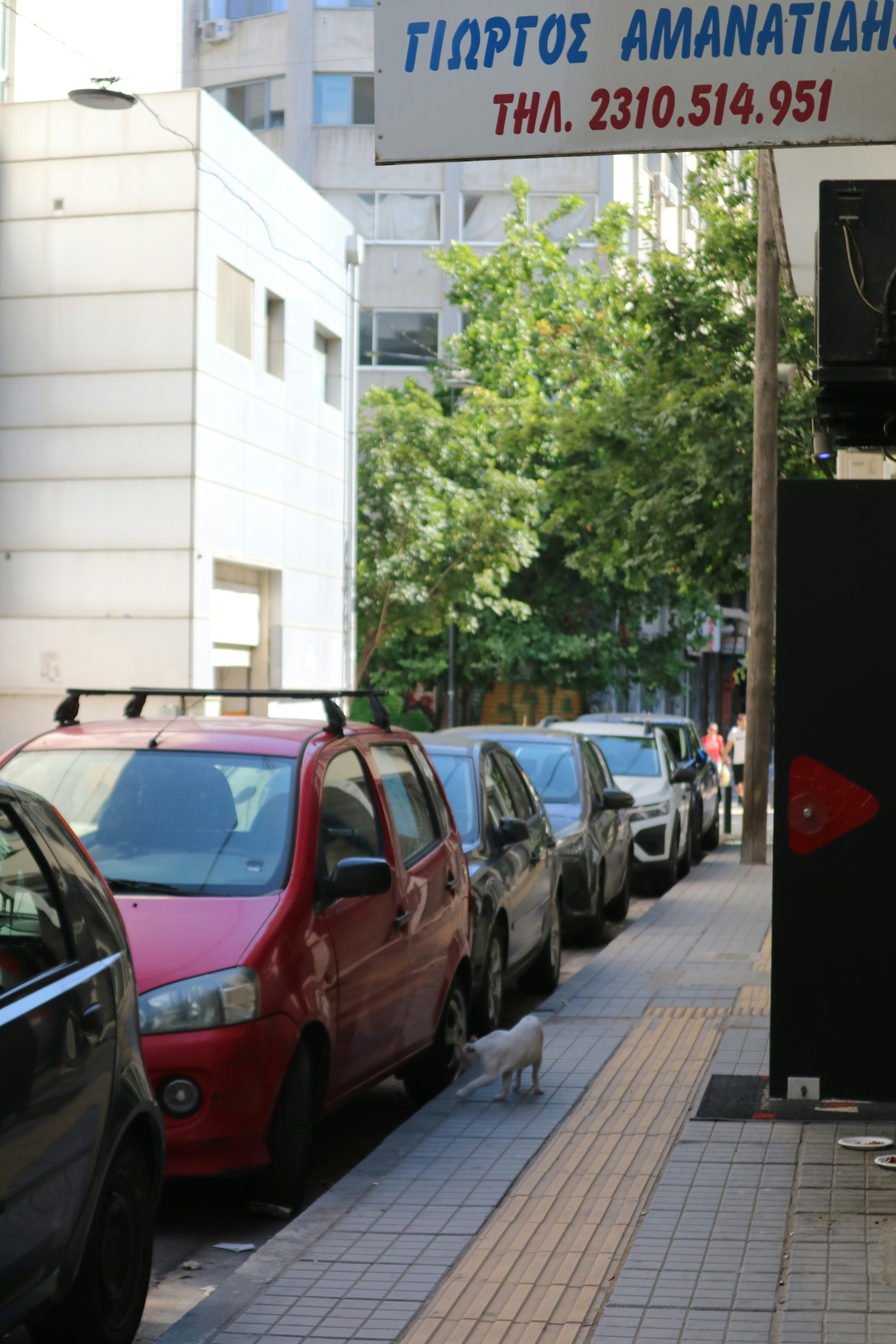 Small white dog walks down a city sidewalk.