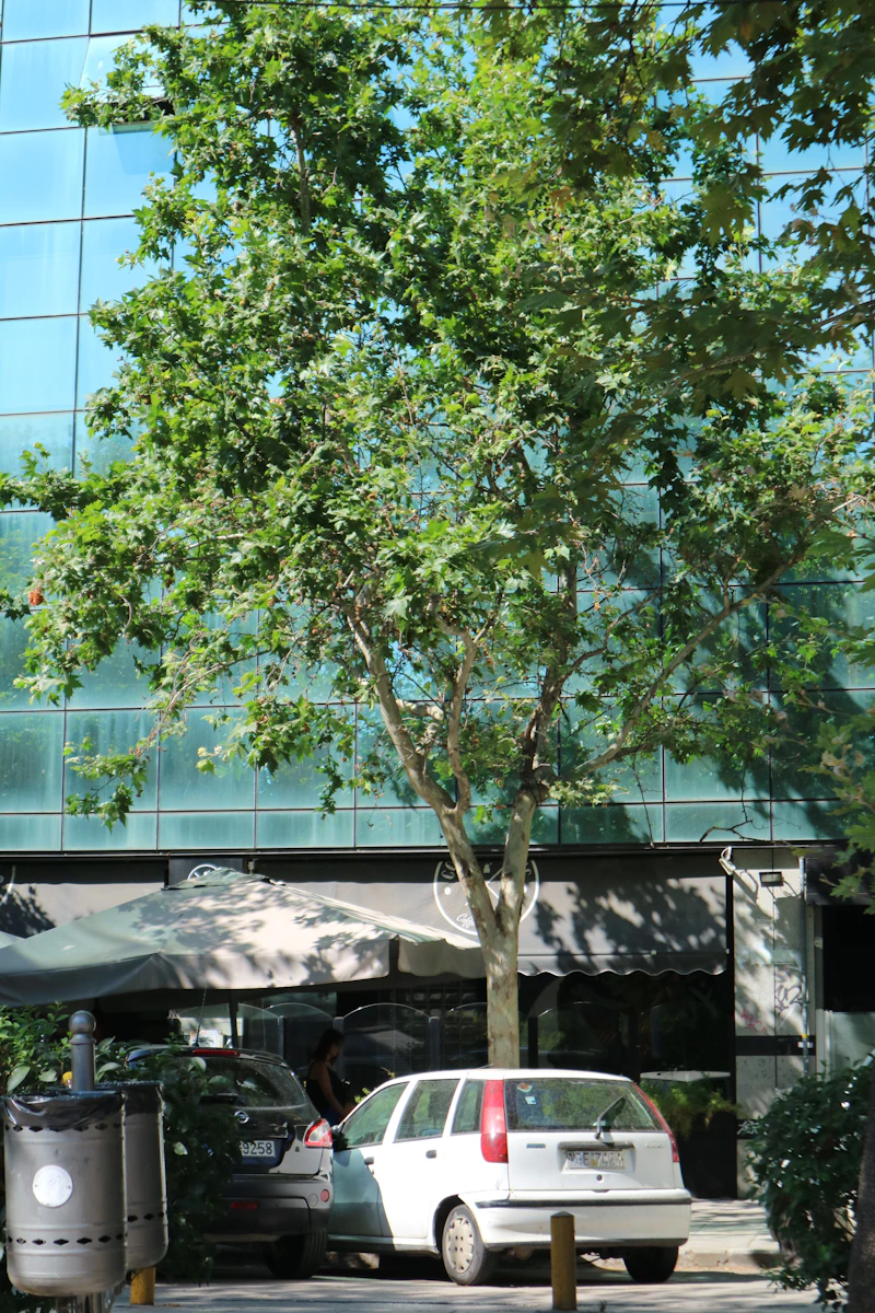 Urban Greenery: Nature's Embrace in a Glass Jungle