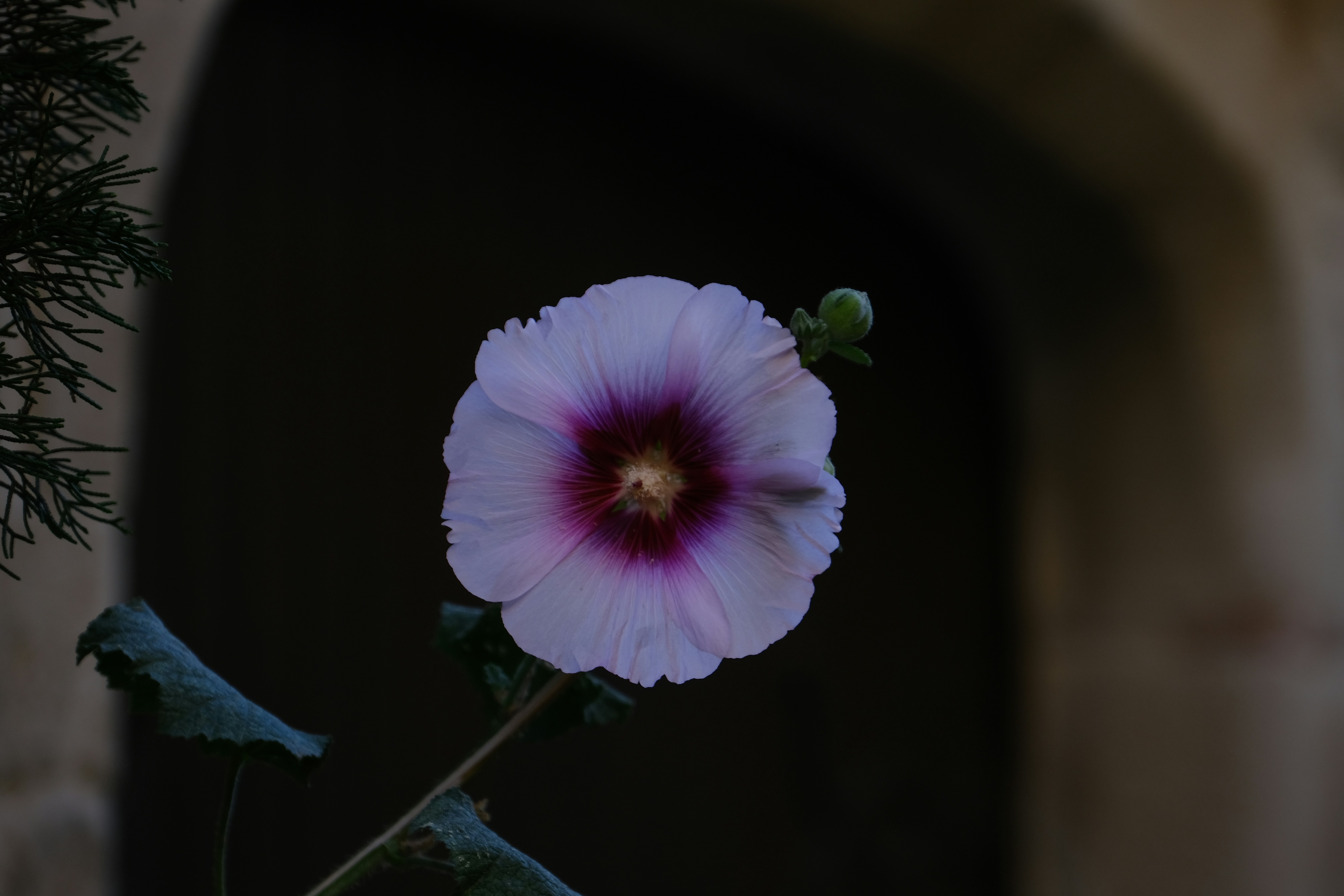 Pale pink flower with dark center blooms.