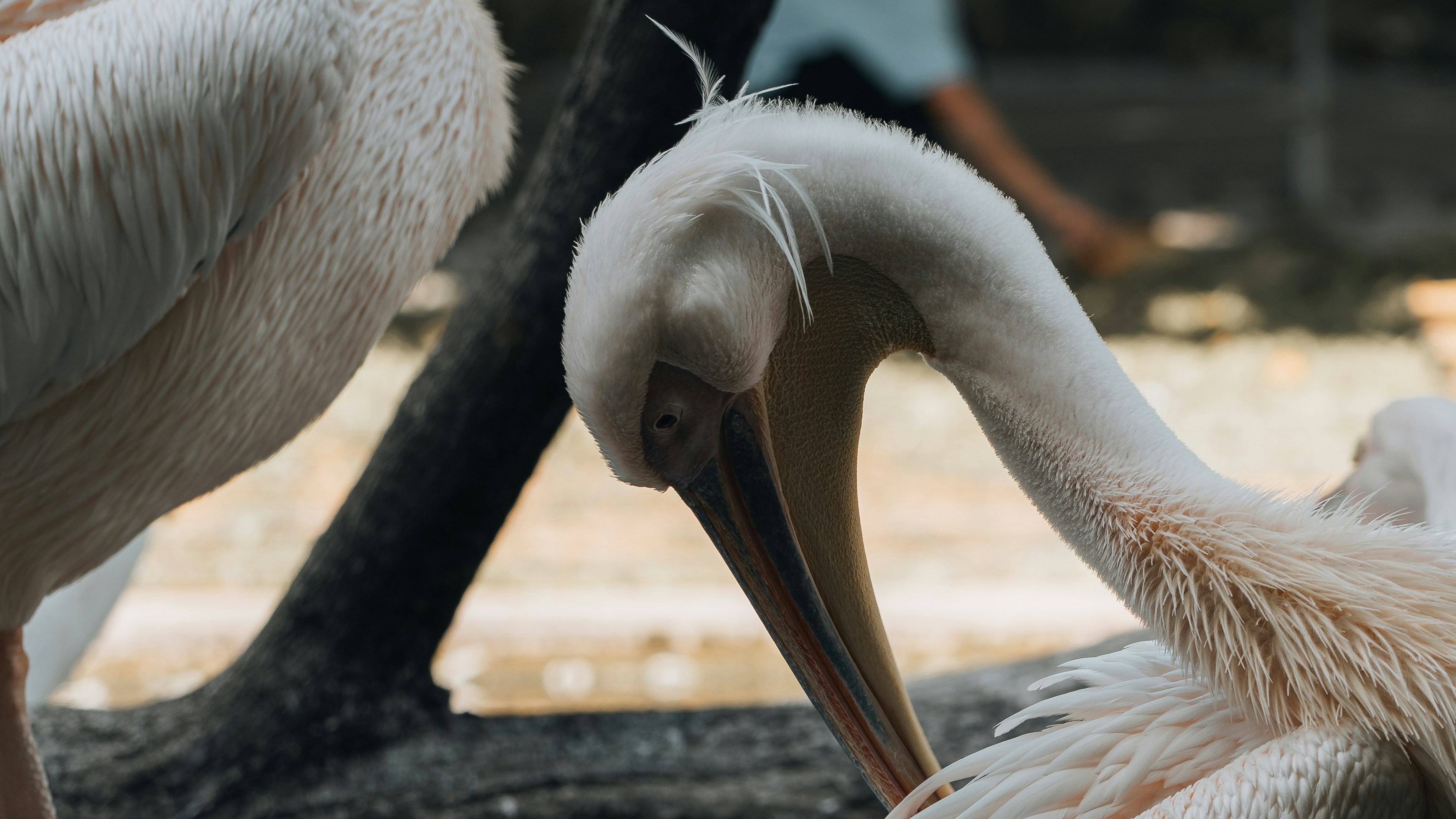 Elegance in Stillness: The Pelican's Reflection