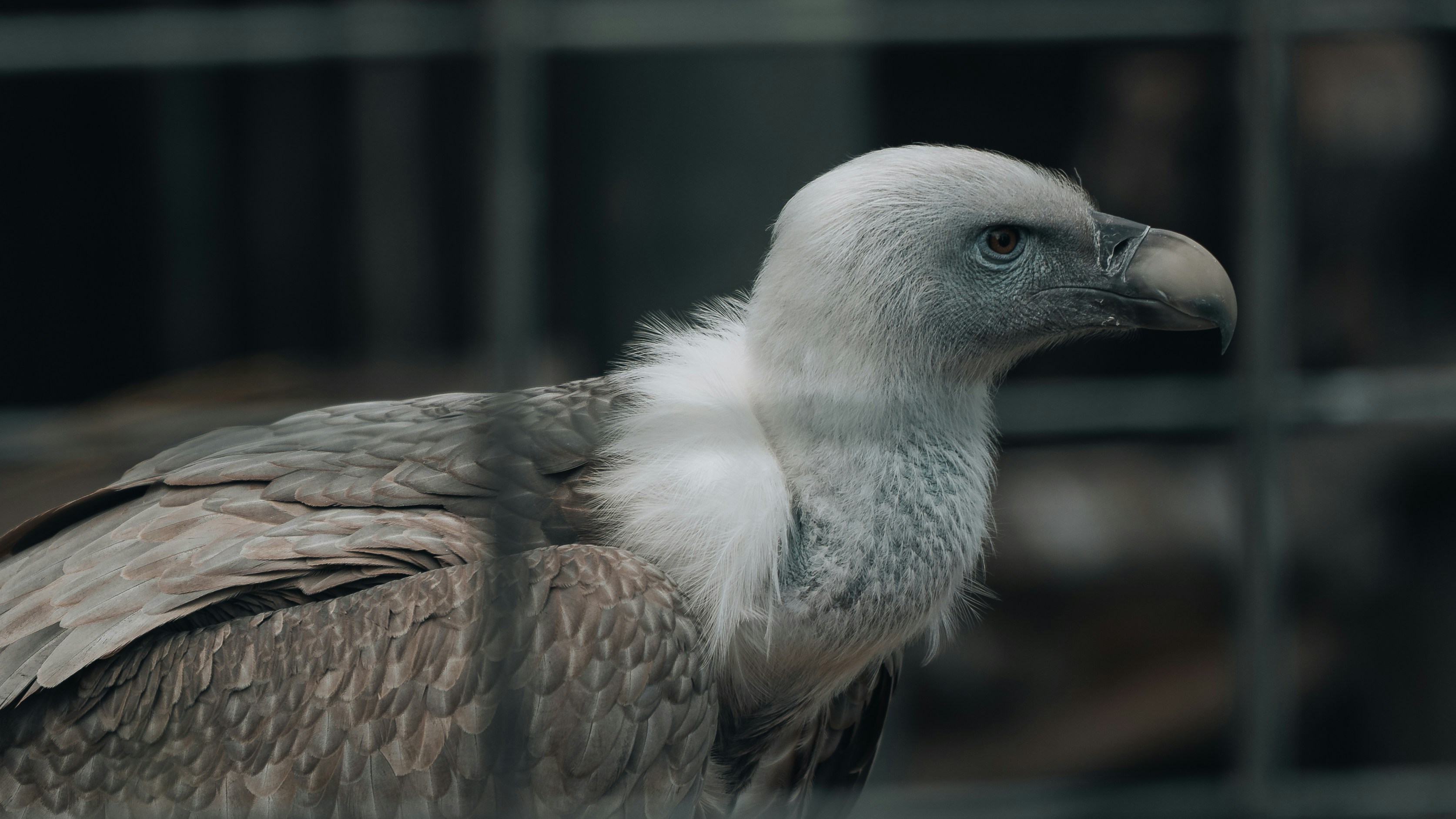 A vulture with white neck feathers stands behind bars. photo – Free ...