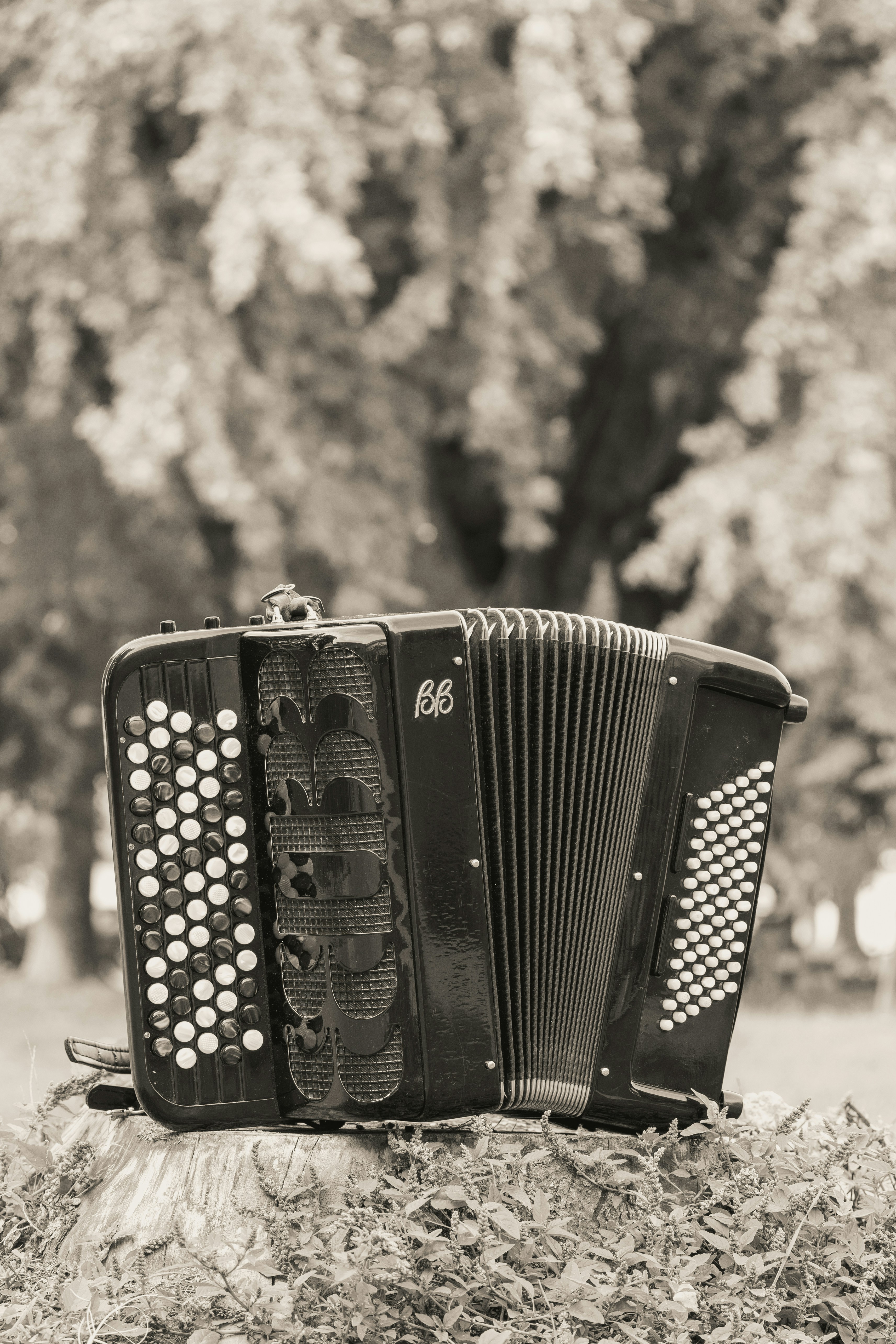 An antique accordion rests on a tree stump outdoors.