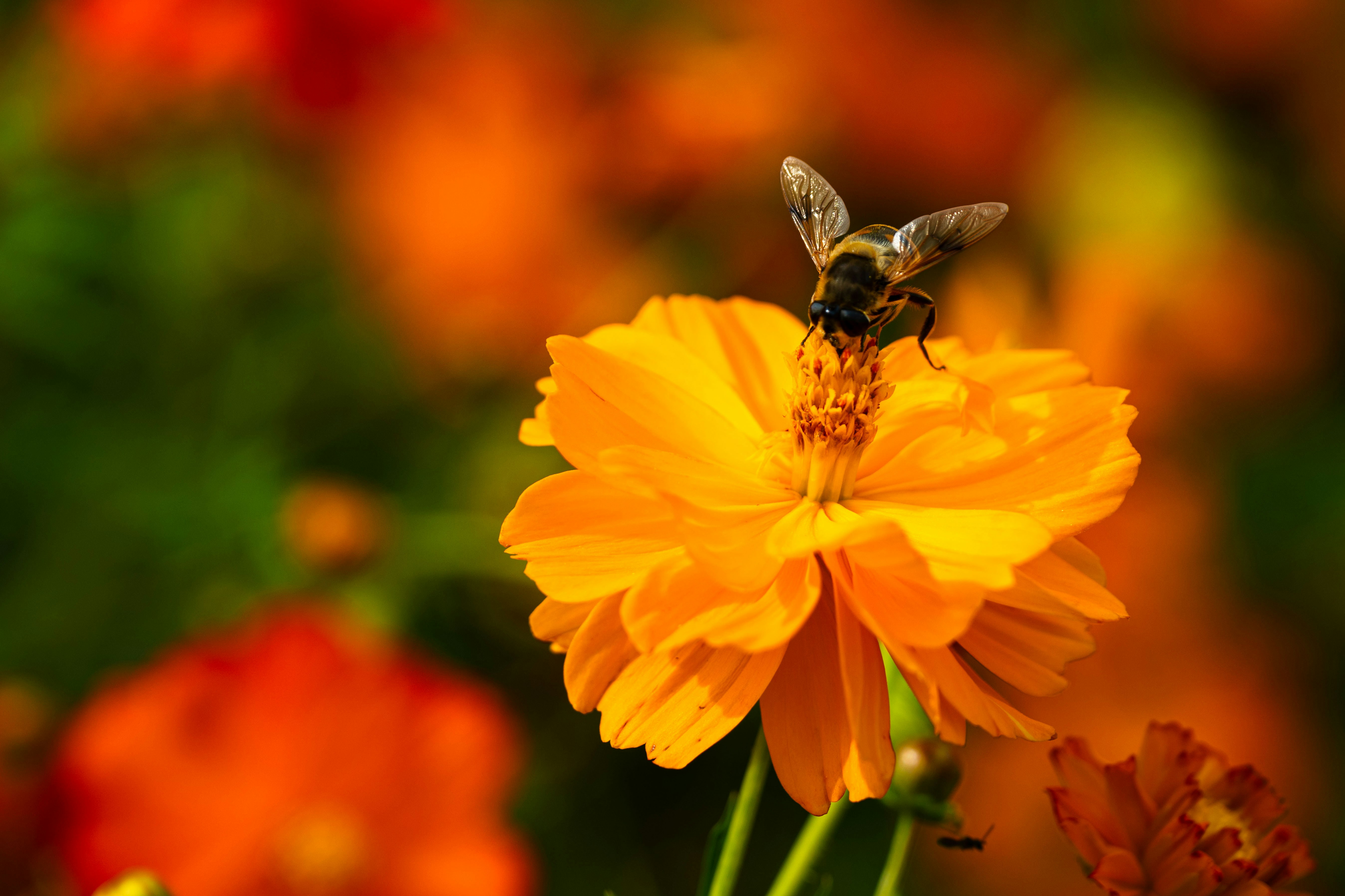 A bee pollinates a vibrant orange flower.