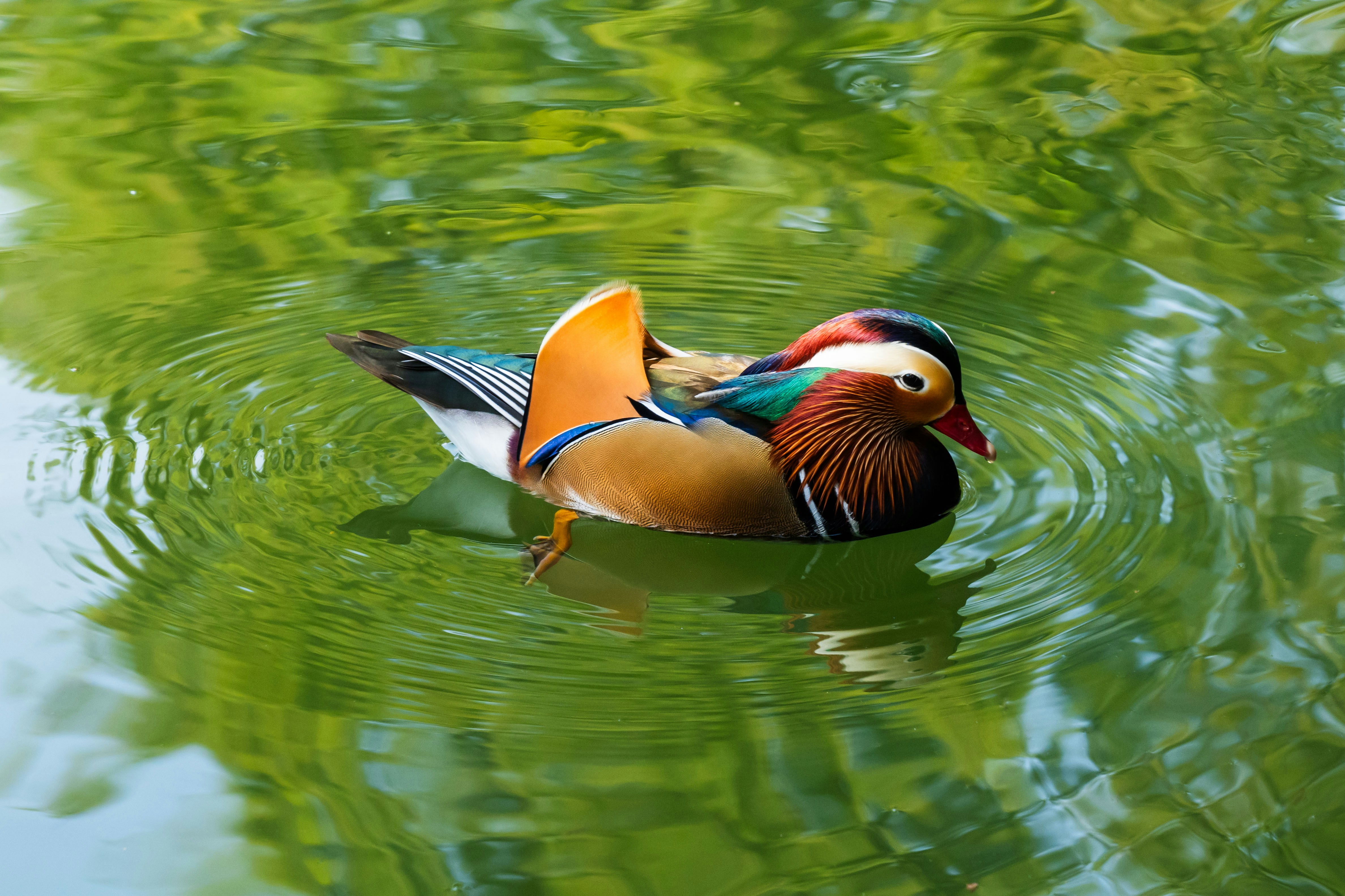 A colorful mandarin duck swims in a green pond.