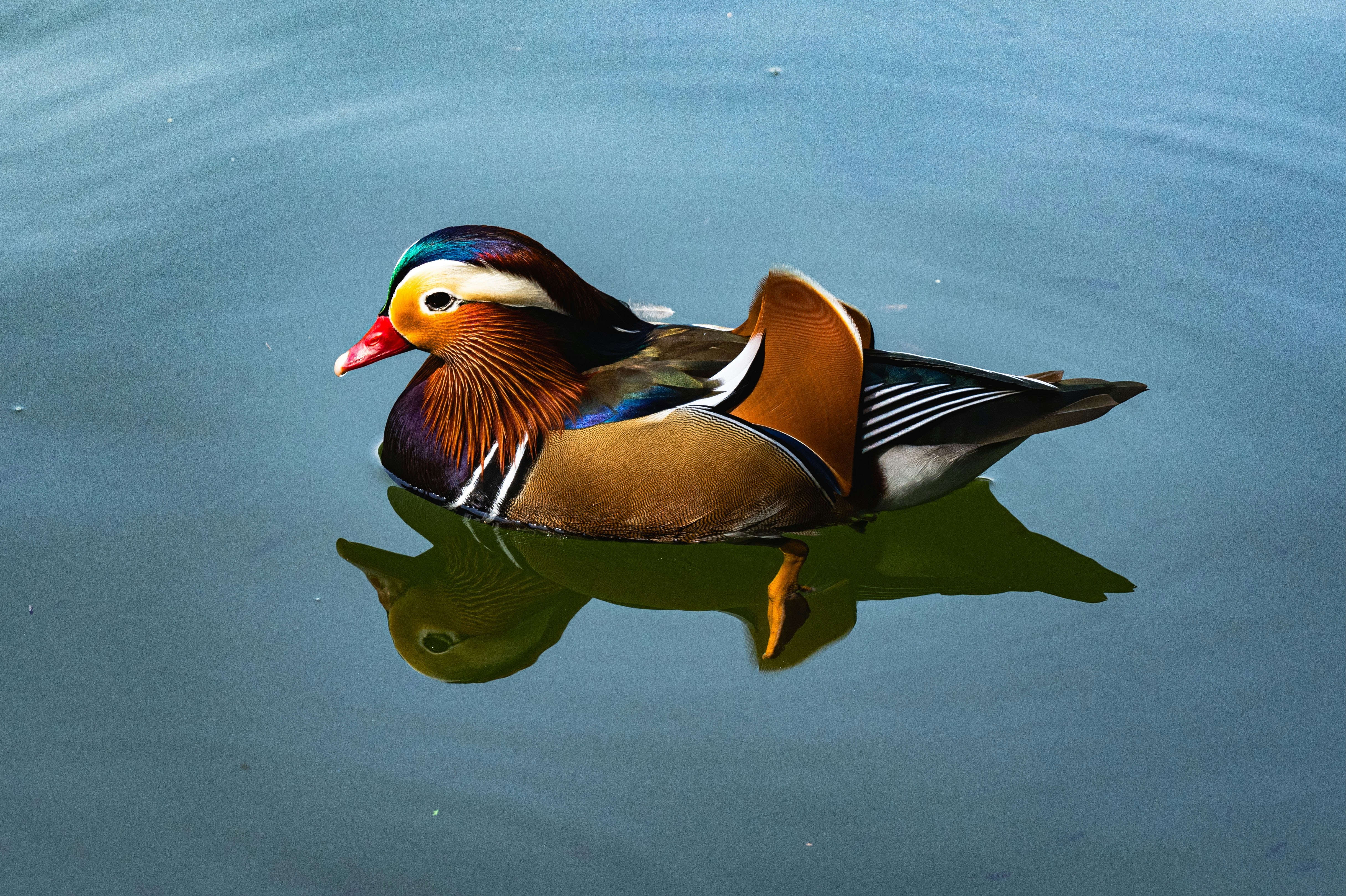 Elegance on Water: The Mandarin Duck's Serenity