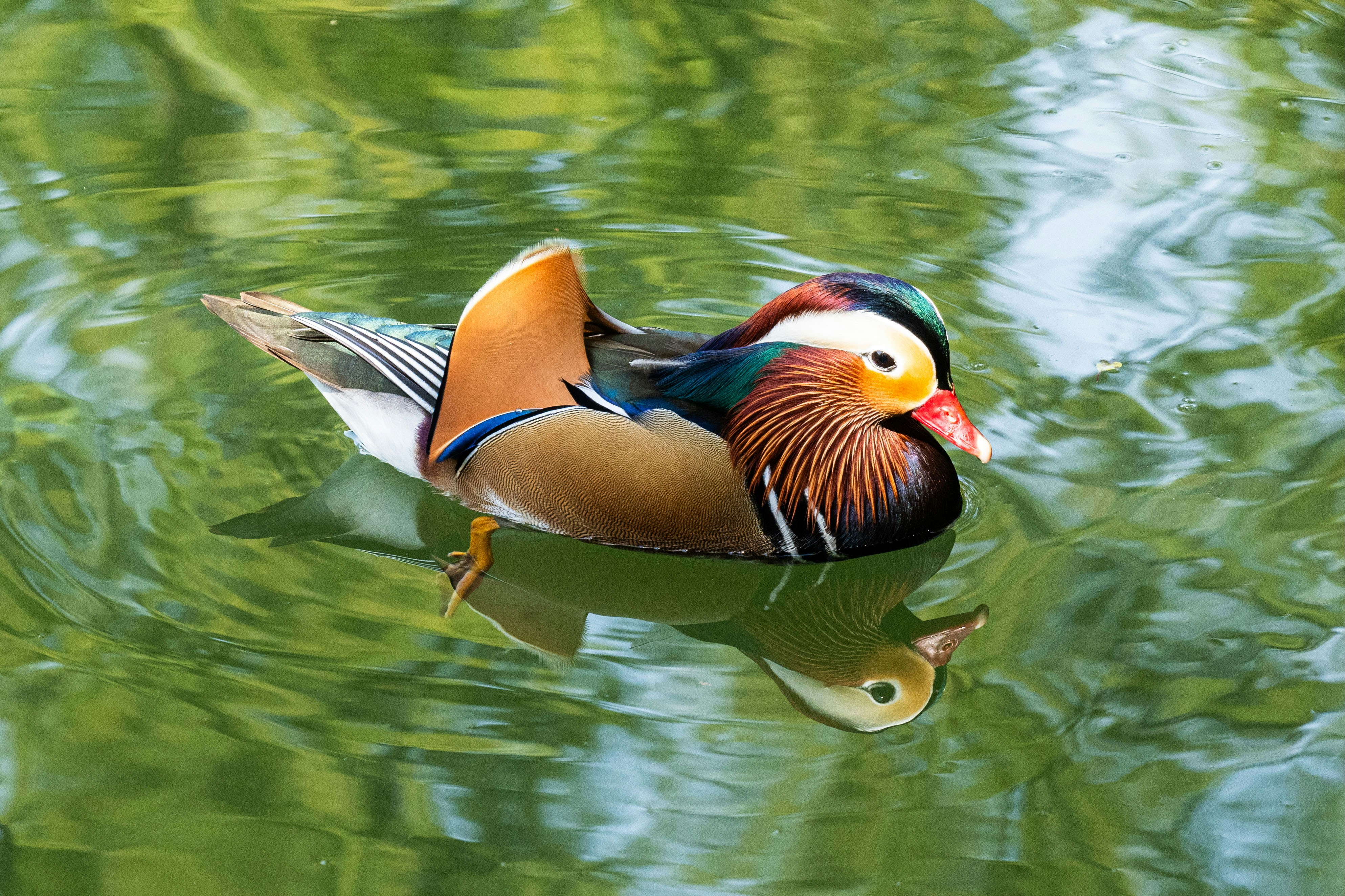 A colorful mandarin duck swims on green water.