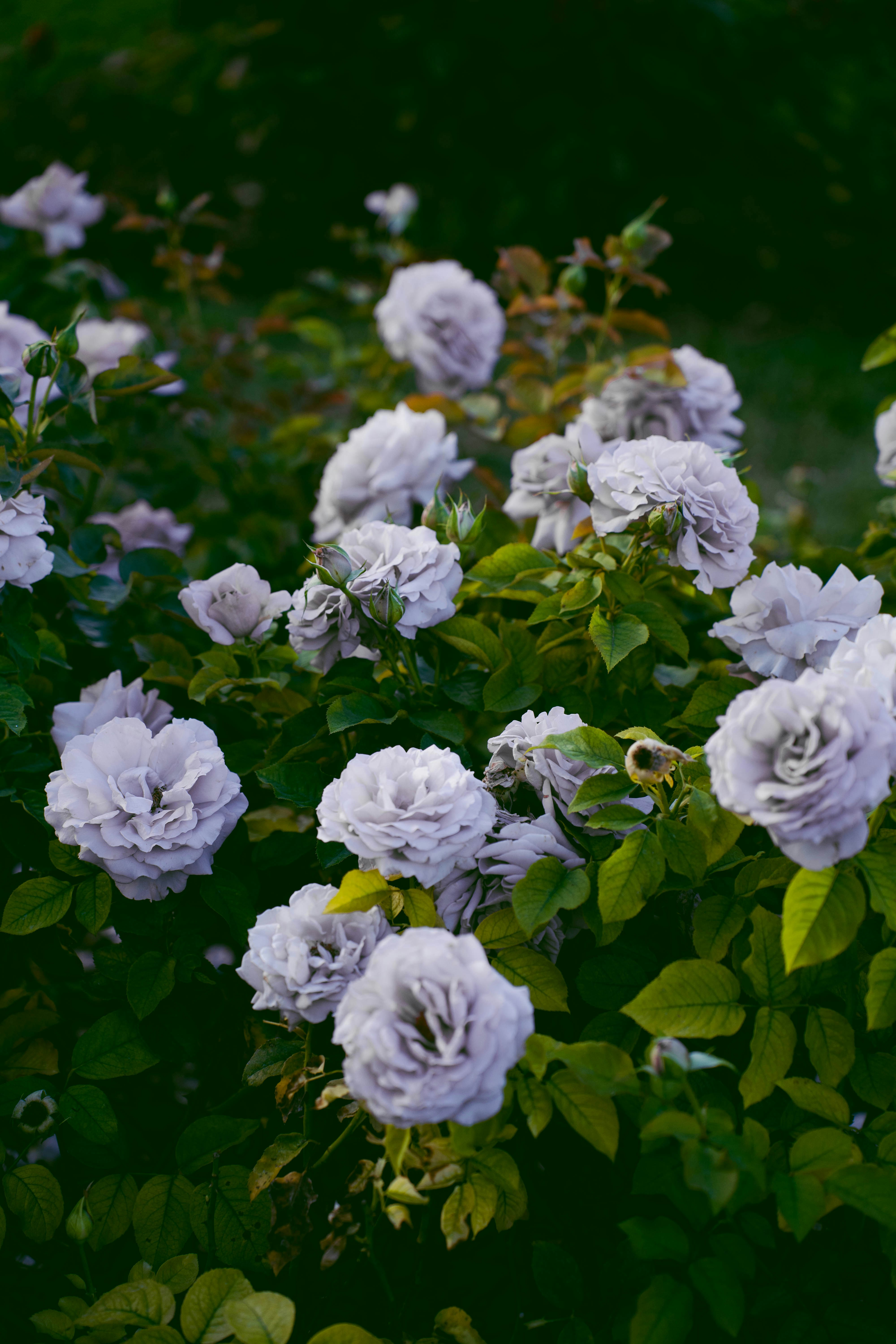 Whispers of Lavender Blooms