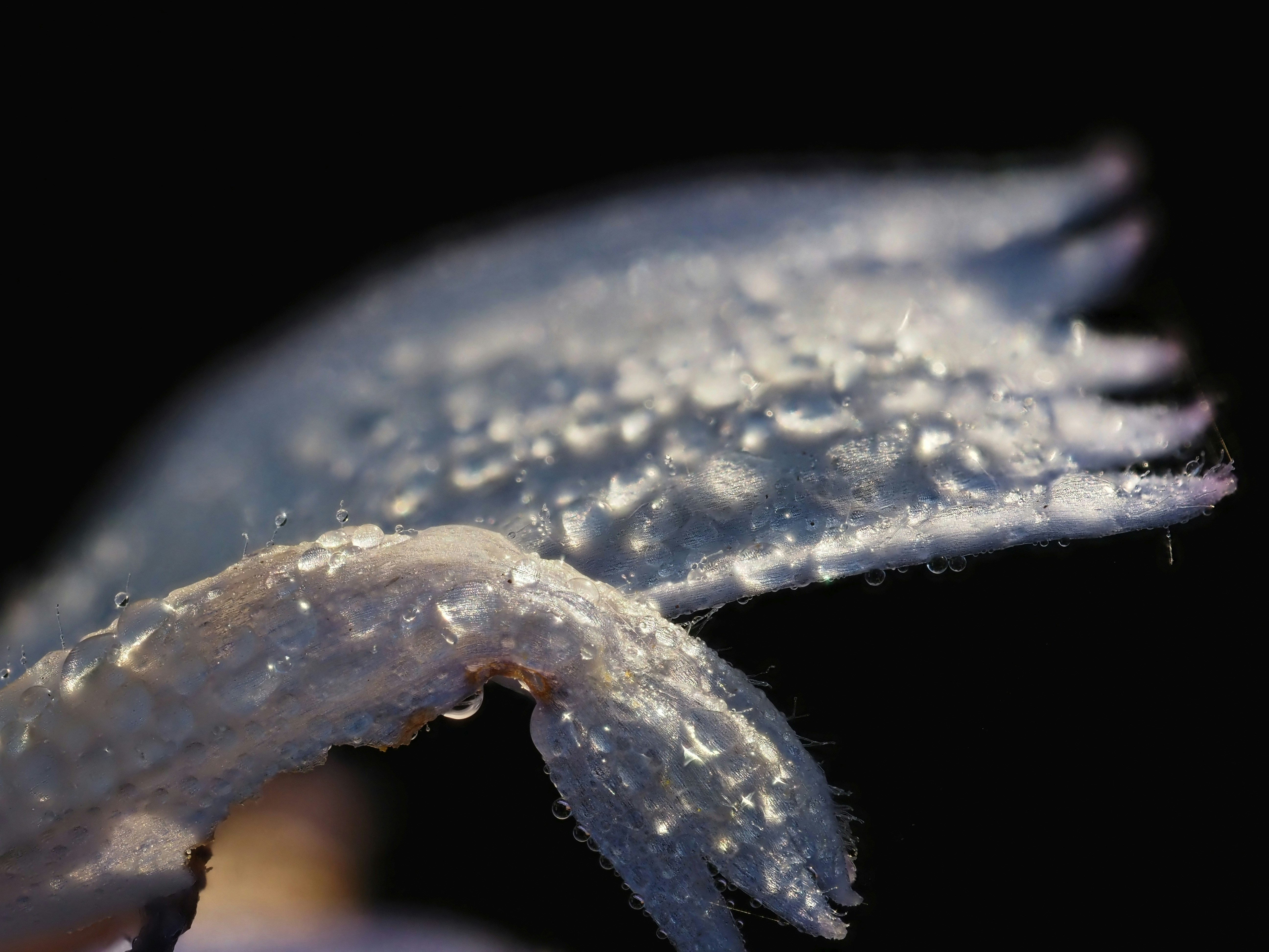 Whispers of Nature: The Delicate Dance of Water Droplets