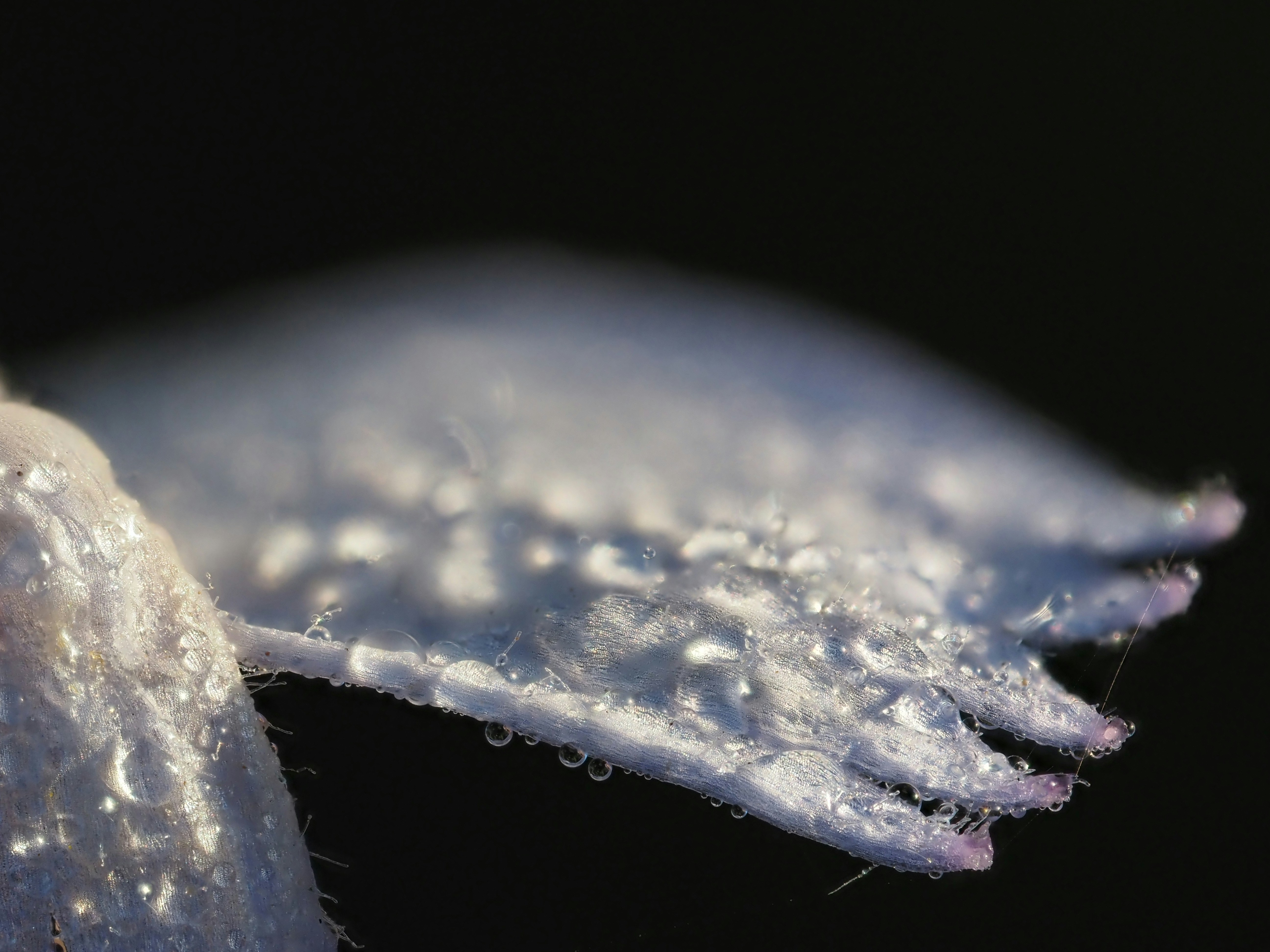 Whispers of Morning Dew on Delicate Petals