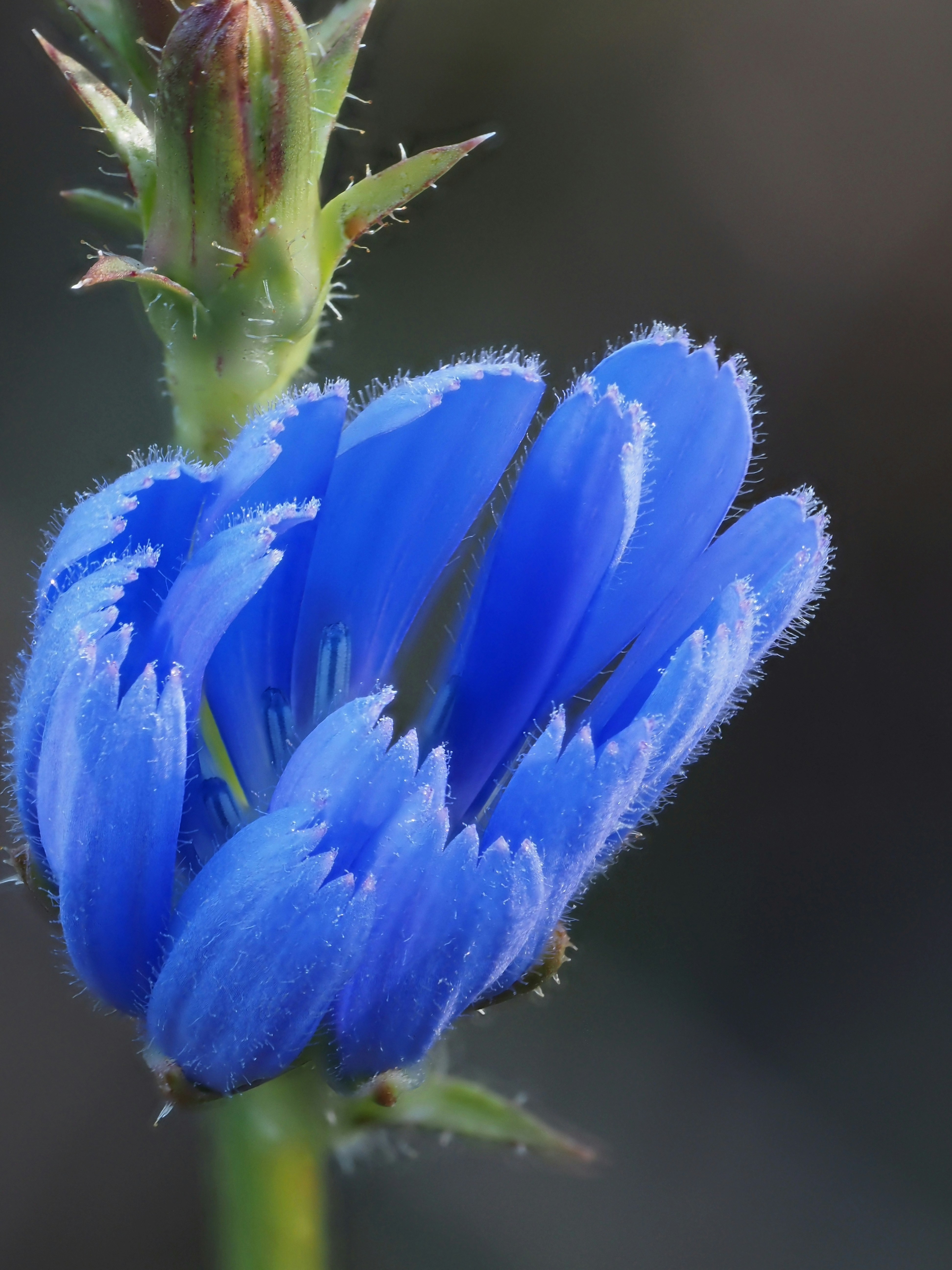 Whispers of Blue: A Floral Symphony