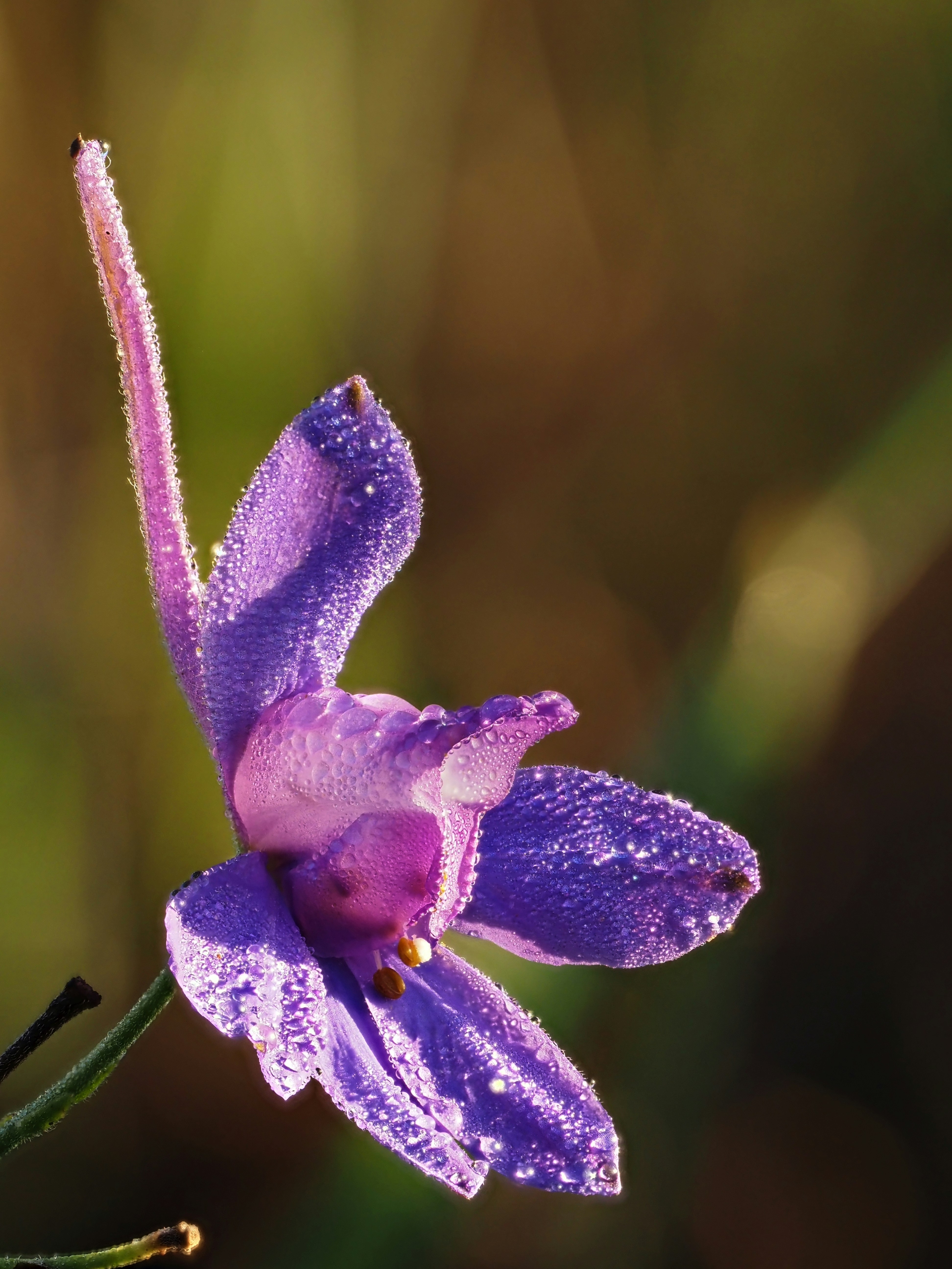 Whispers of Dawn: The Dew-Kissed Orchid