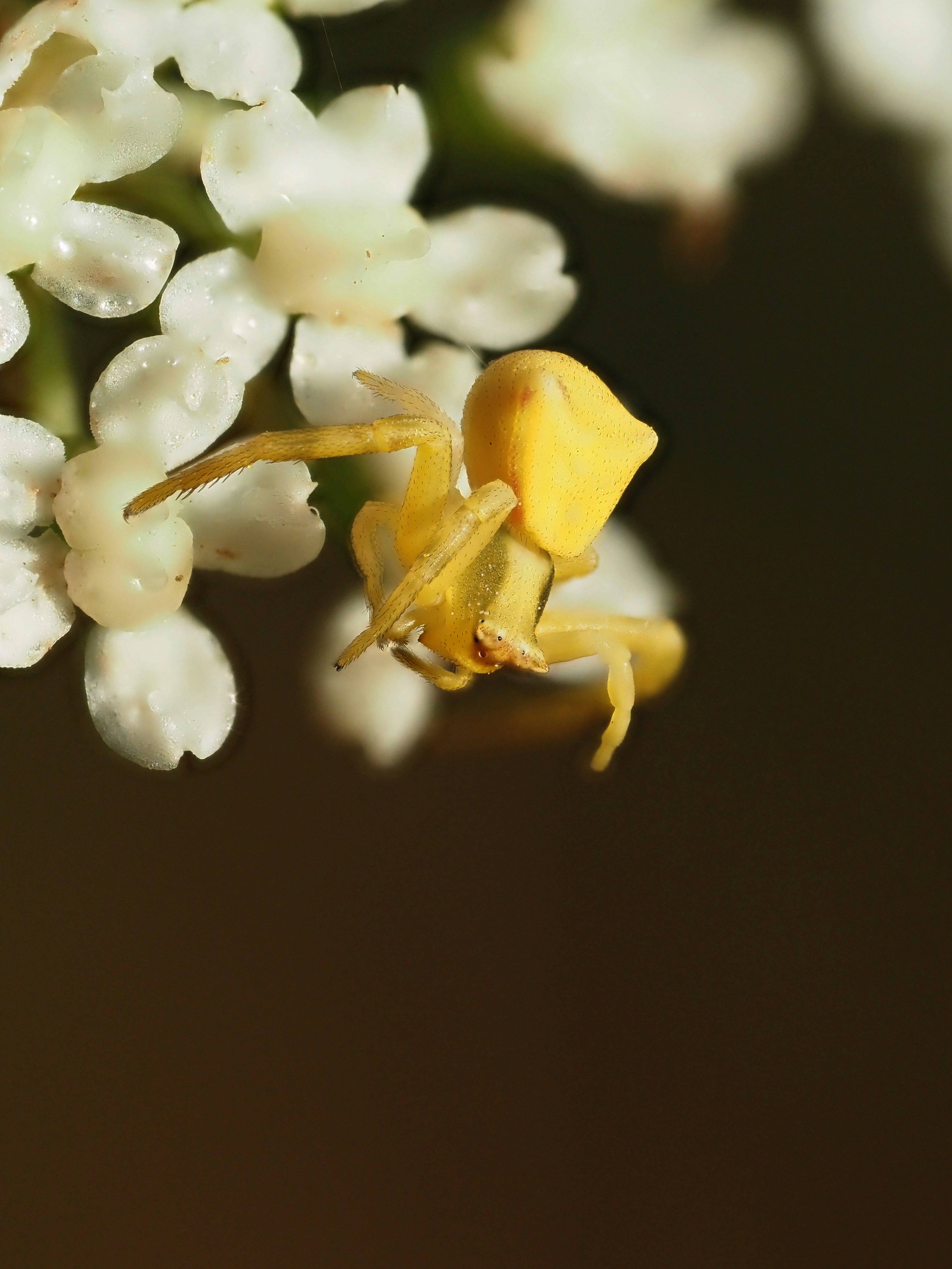 Golden Arachnid on Floral Canvas