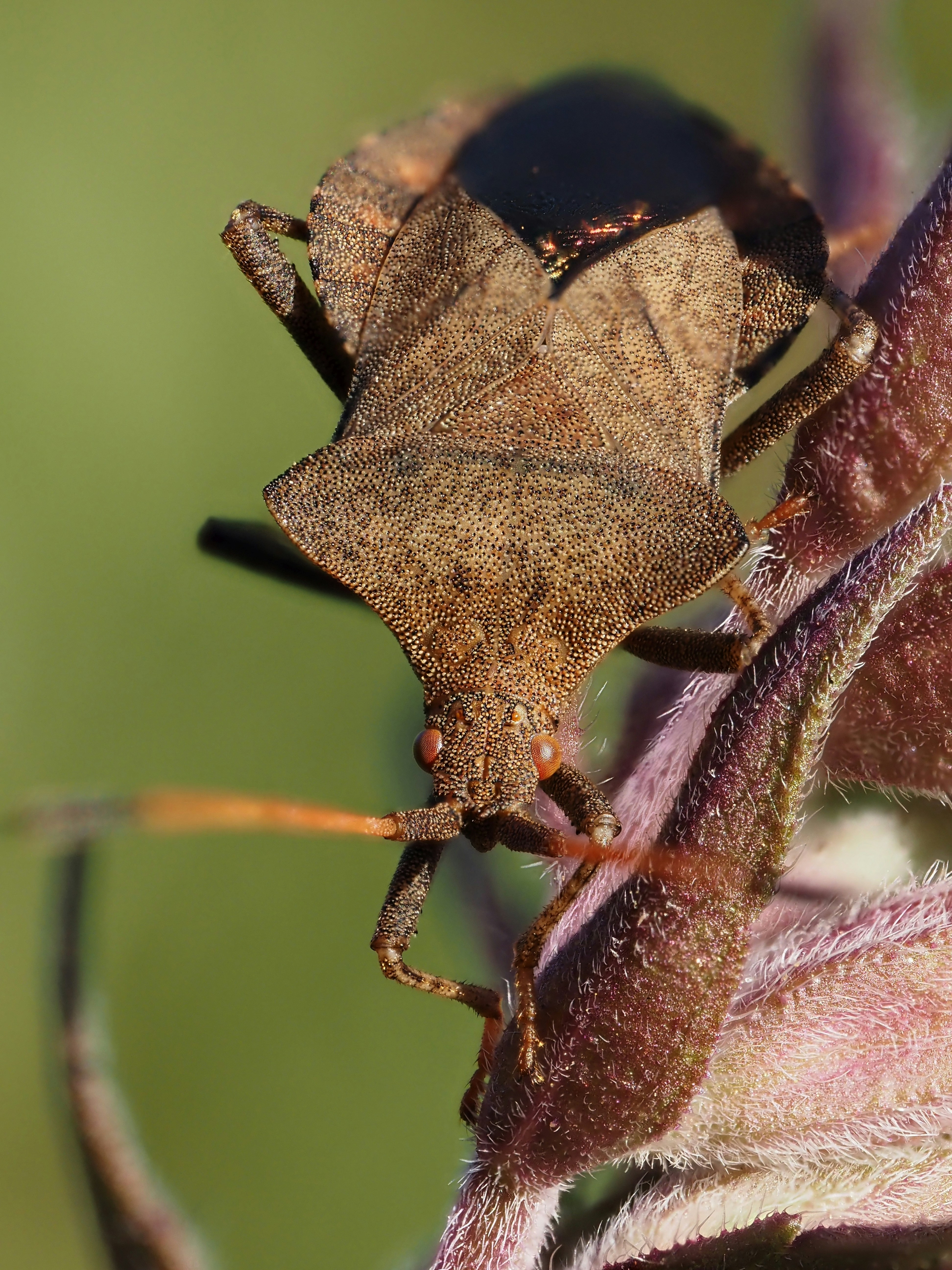 Intricate Details of Nature's Tiny Guardian