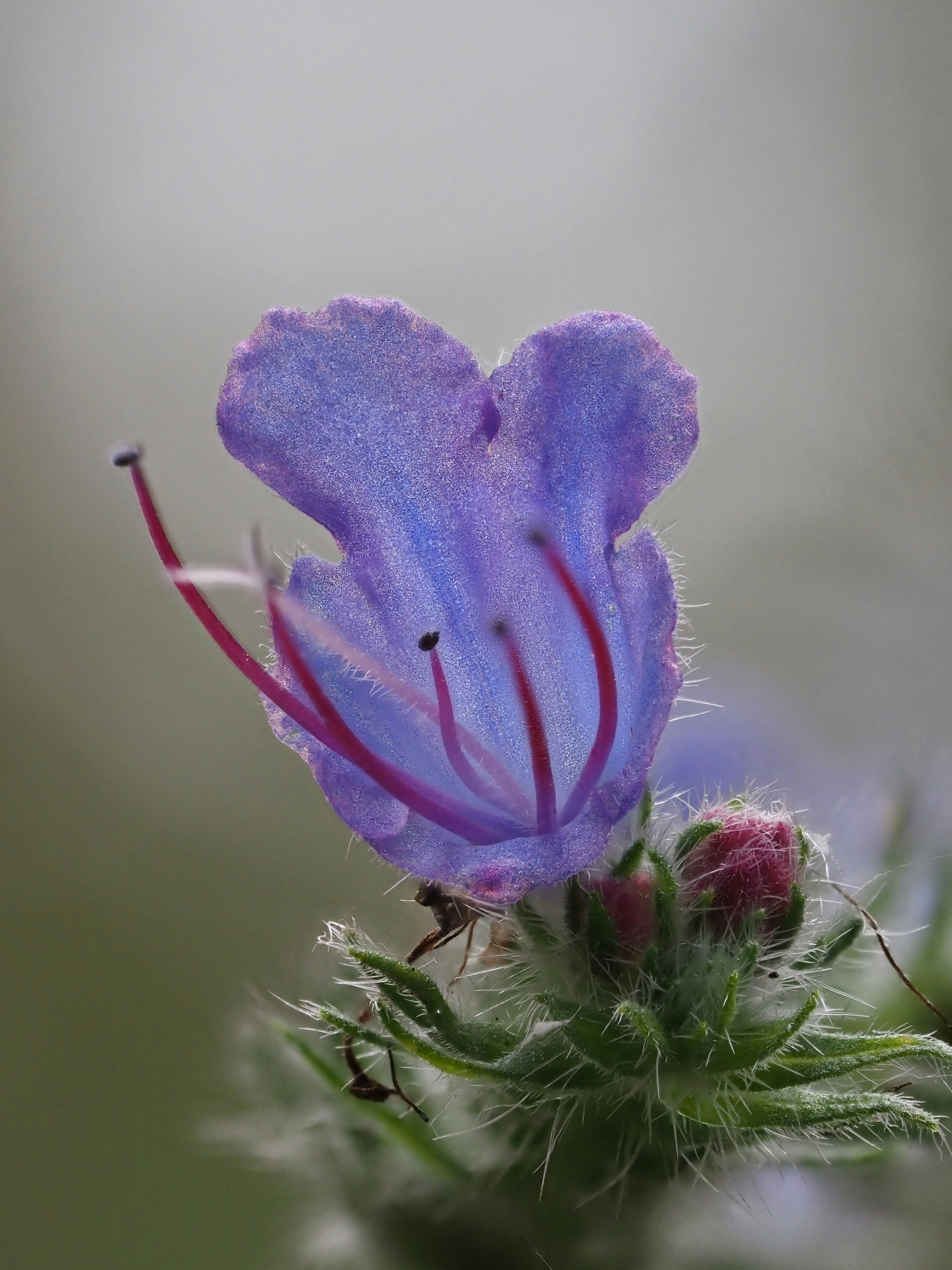 Close-up of a vibrant purple flower with intricate petals and long stamens, set against a soft, blurred background.
