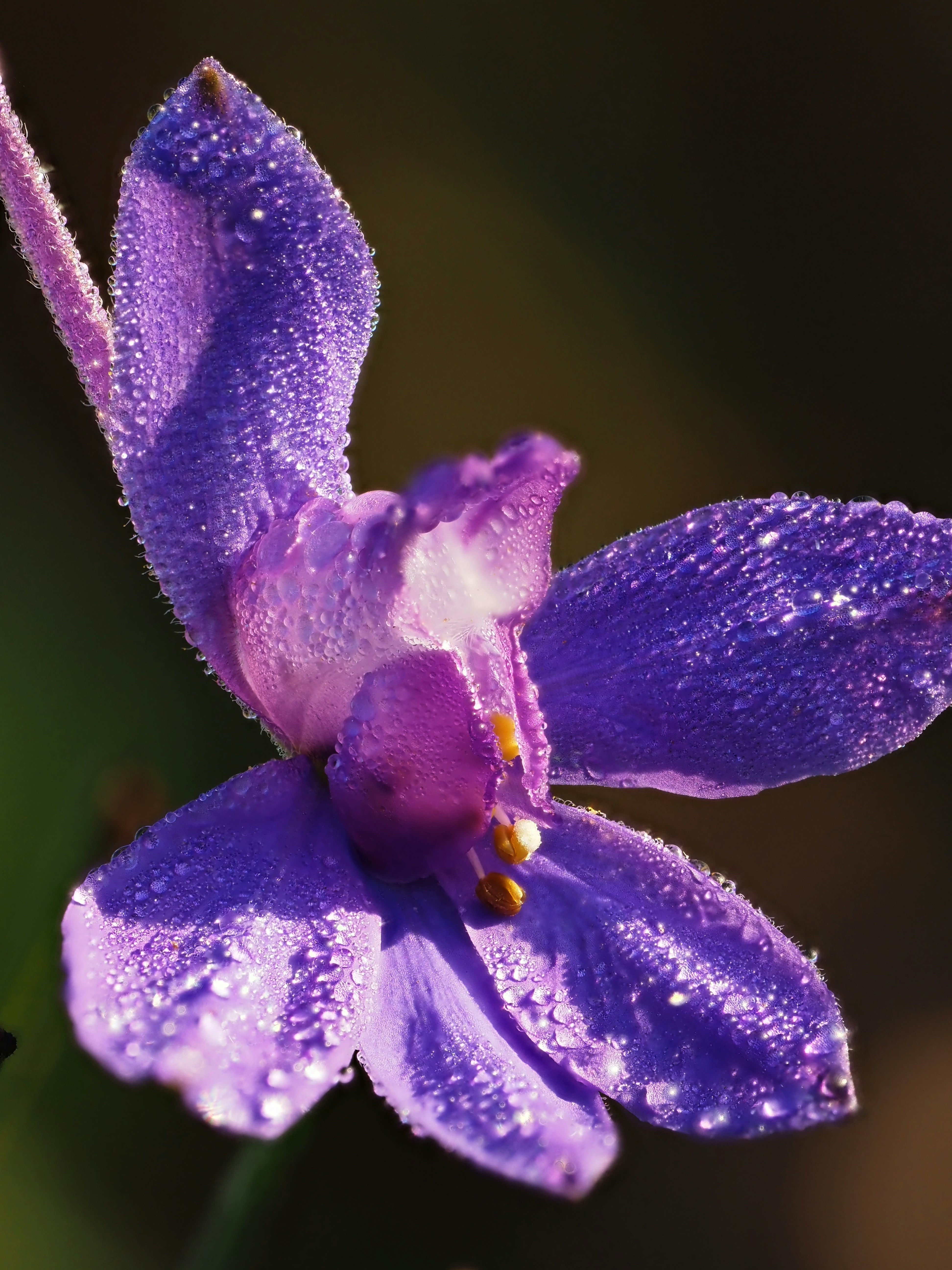 Dew-Kissed Elegance: A Floral Close-Up