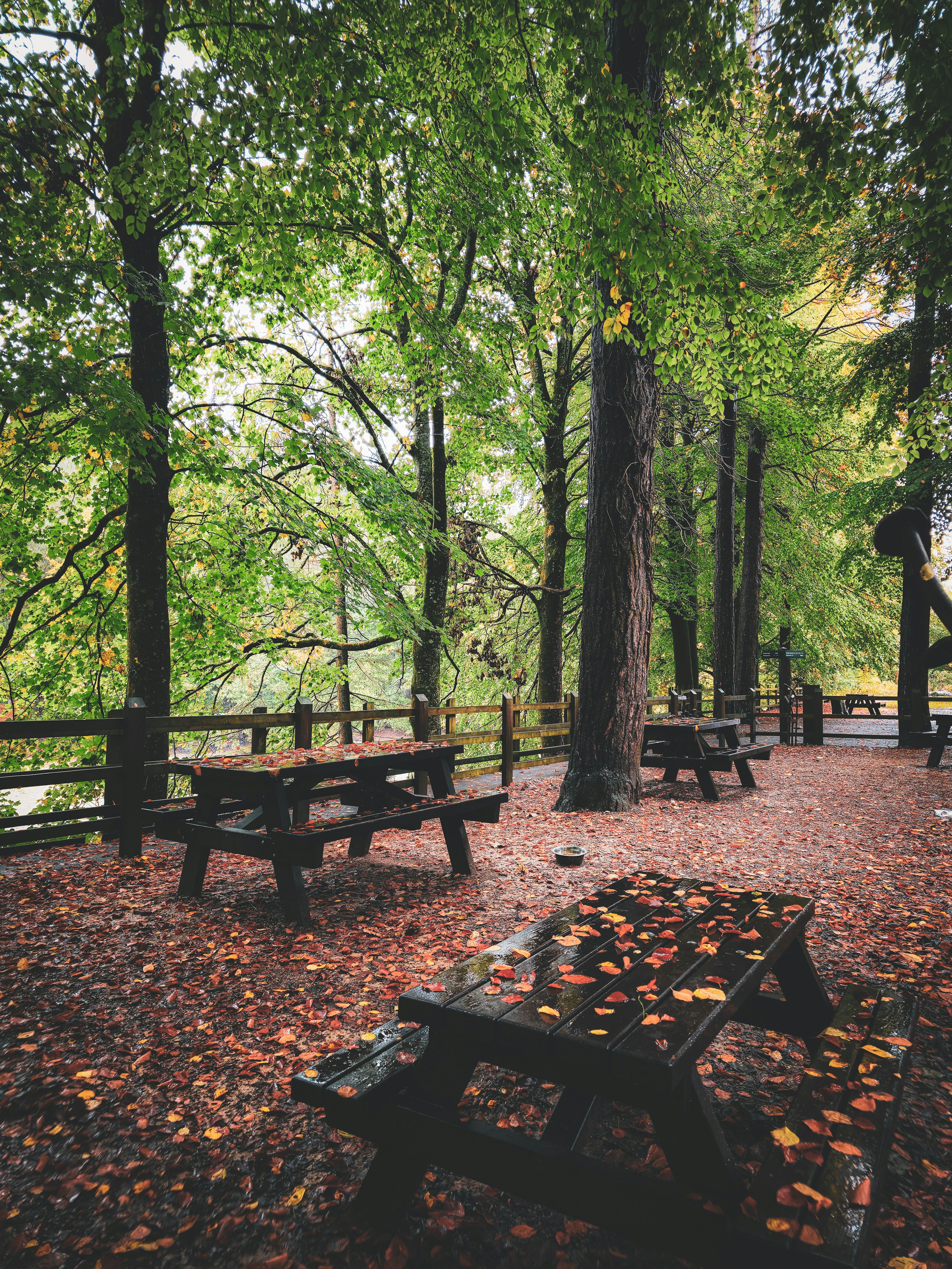 Picnic tables in a forest covered with fallen leaves.