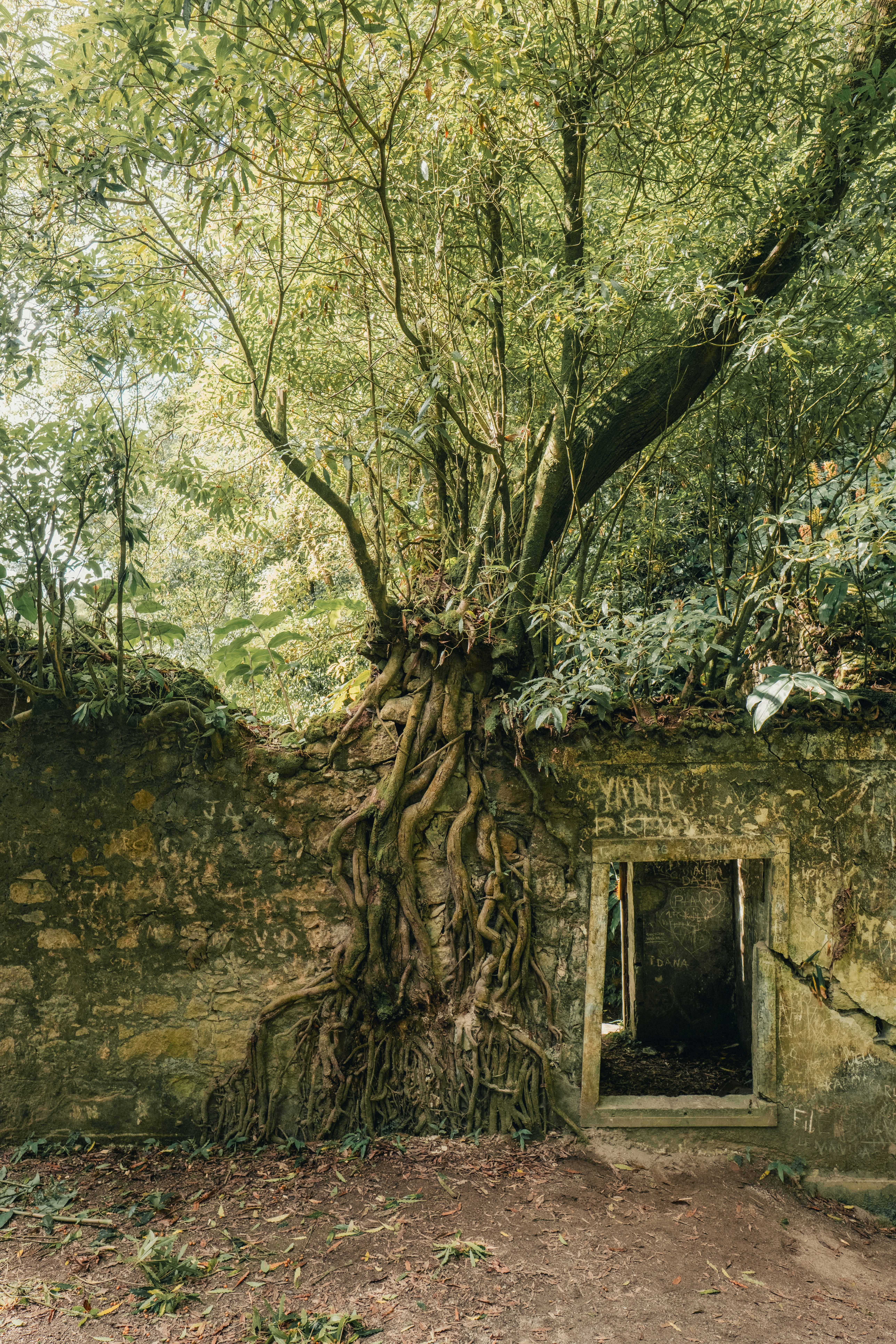 Tree roots grow over an old stone wall and doorway.