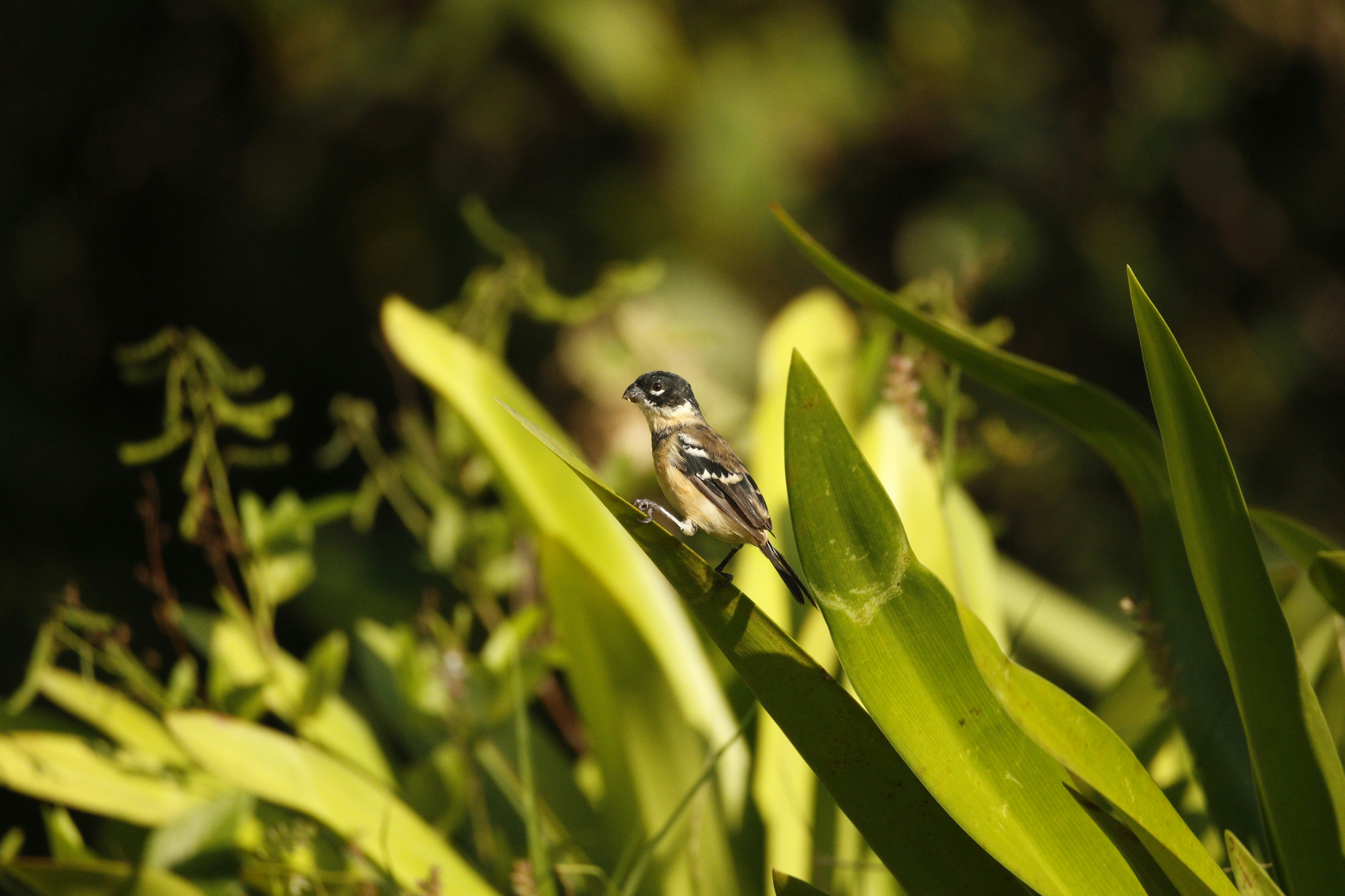 A small bird perched on a green leaf.