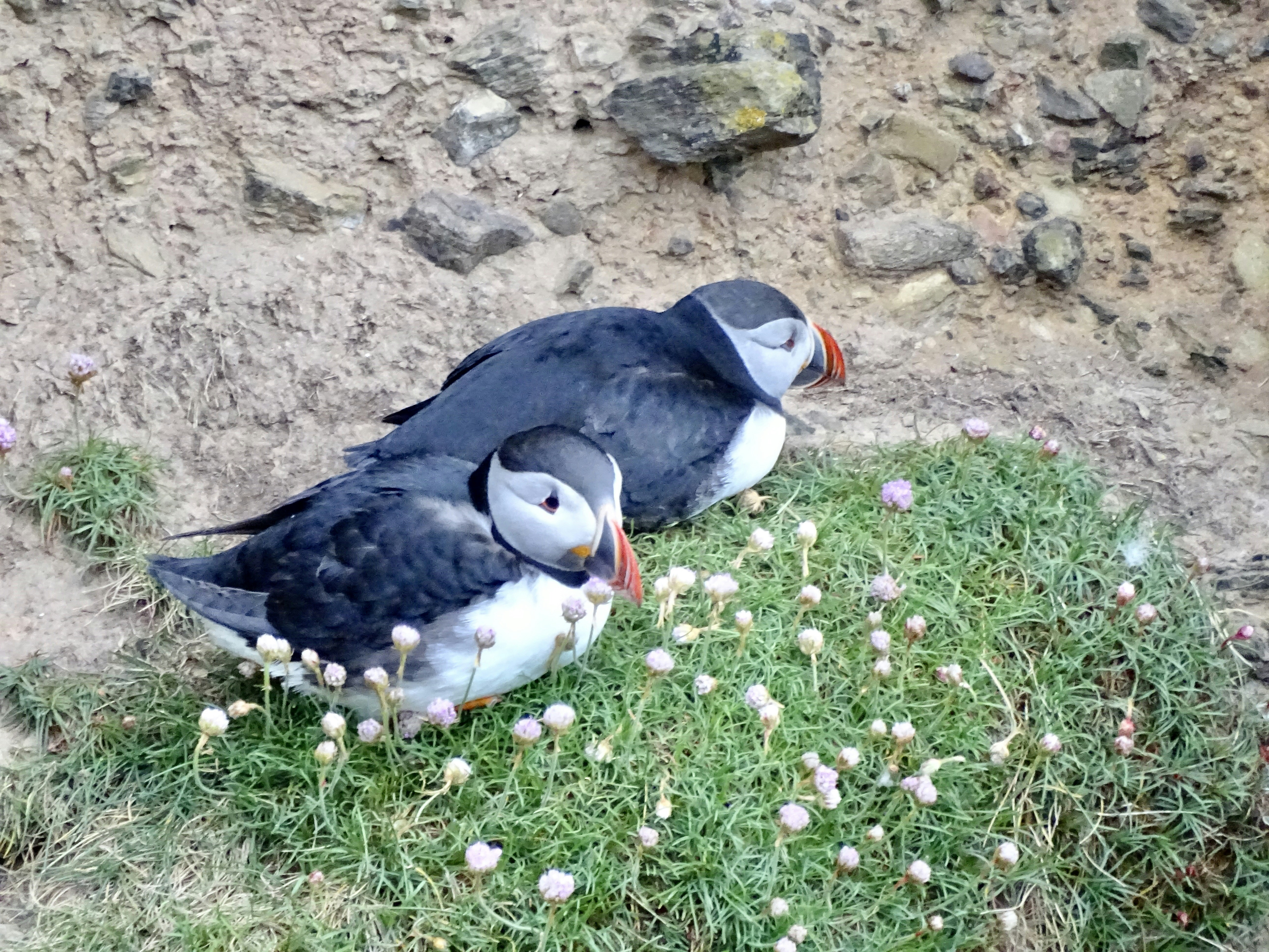 Cozy Companions: Puffins Nestled Among Wildflowers
