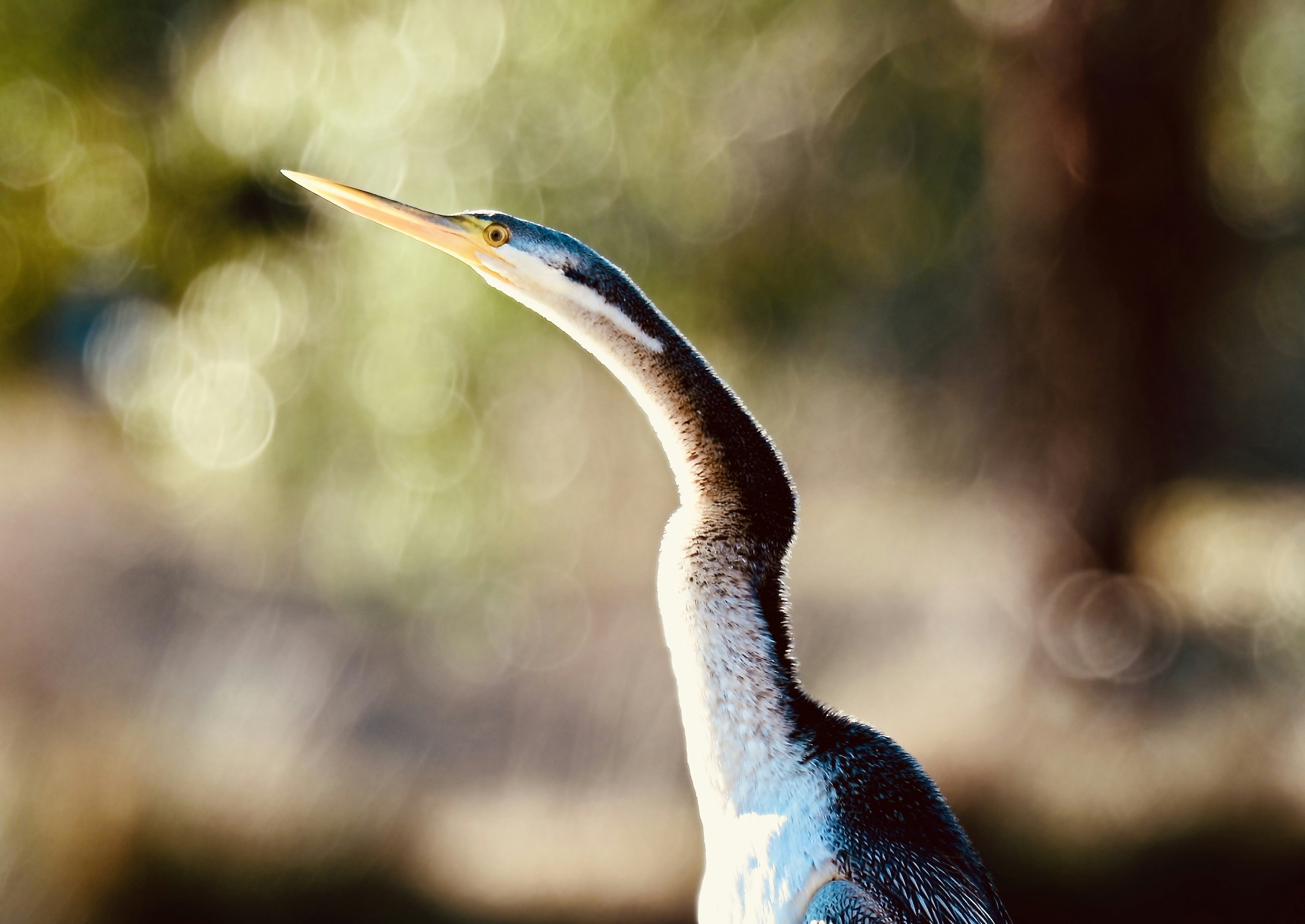 Australasian Dart | A close-up of a bird with its neck extended.