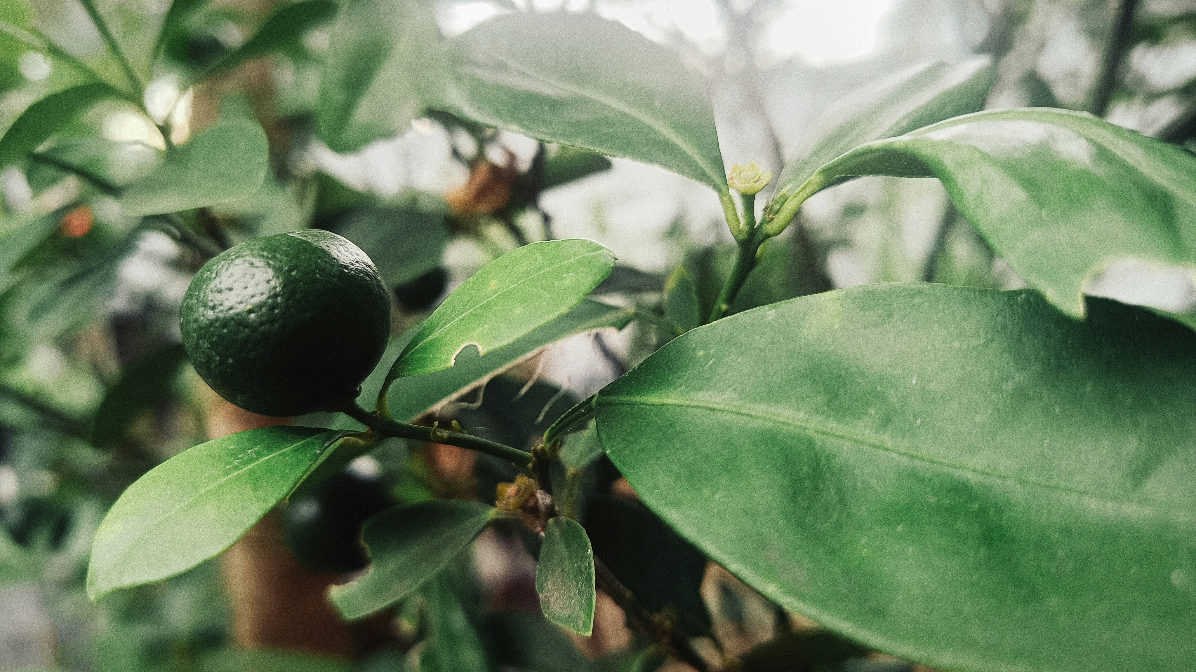 A small green lime growing on a leafy tree.