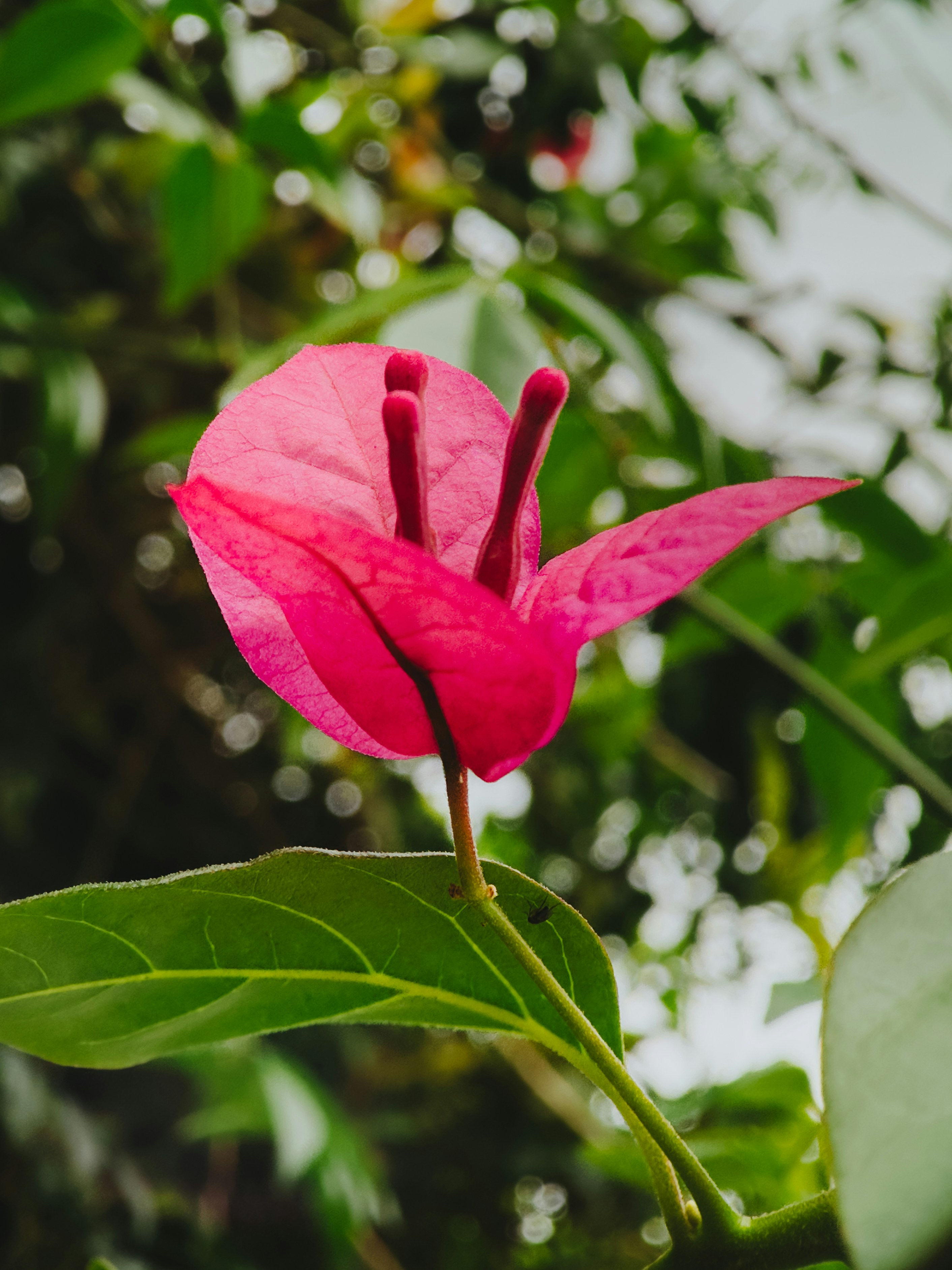 A vibrant pink bougainvillea flower with green leaves.