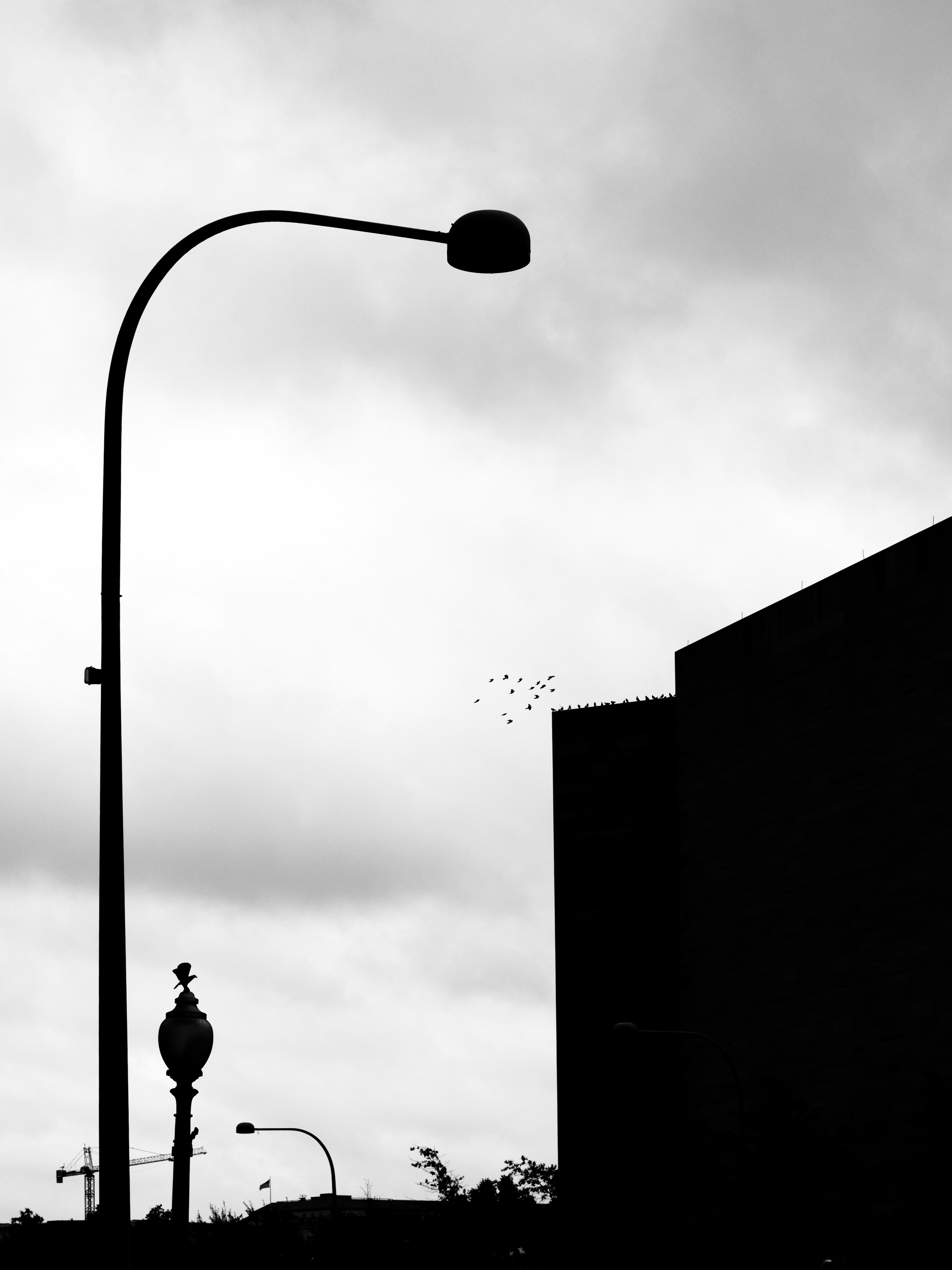 Birds flying towards the roof of a modern building in a city | Silhouette of a street lamp against cloudy sky.