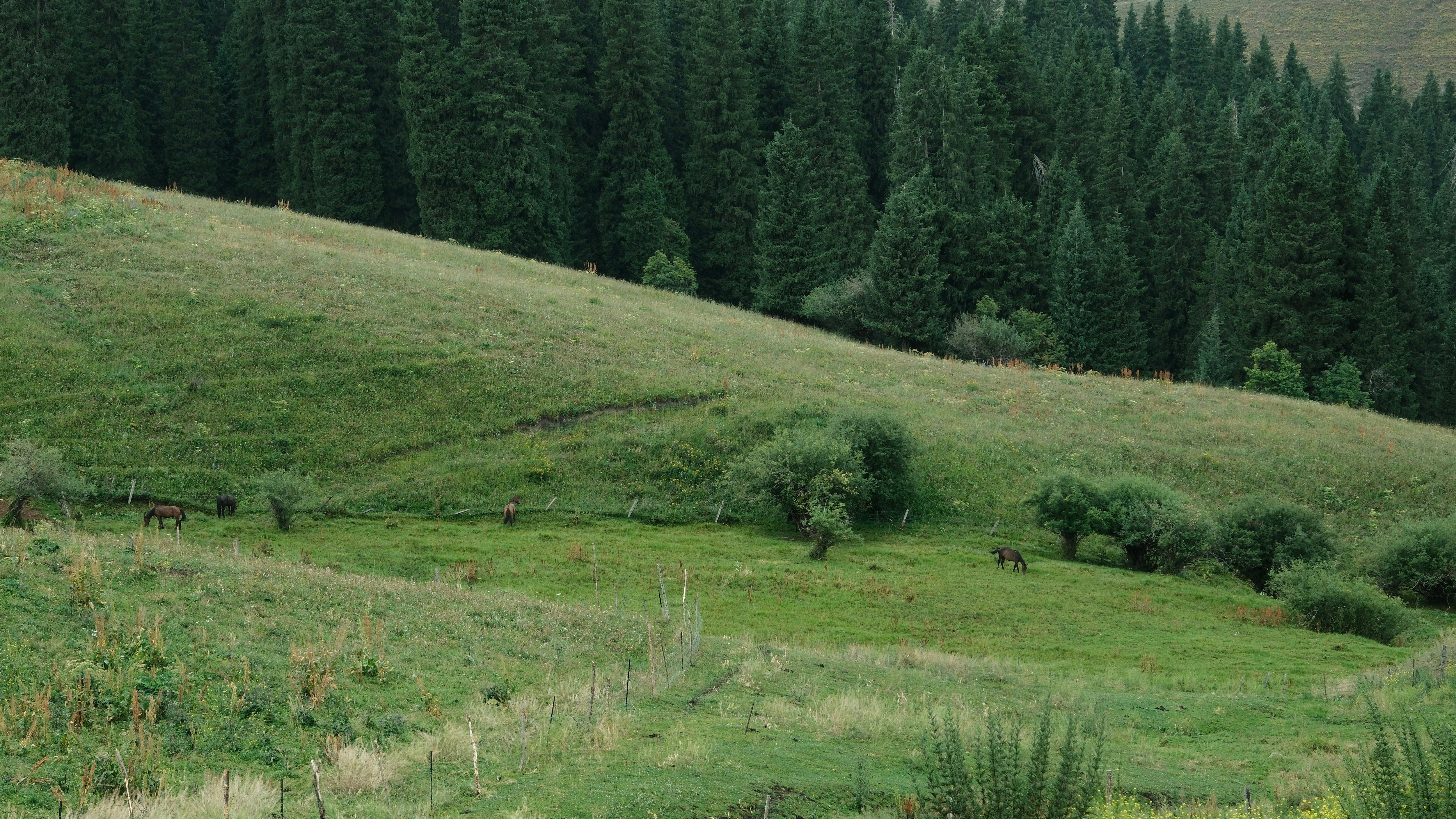 Whispers of the Wild: A Serene Meadow Encounter