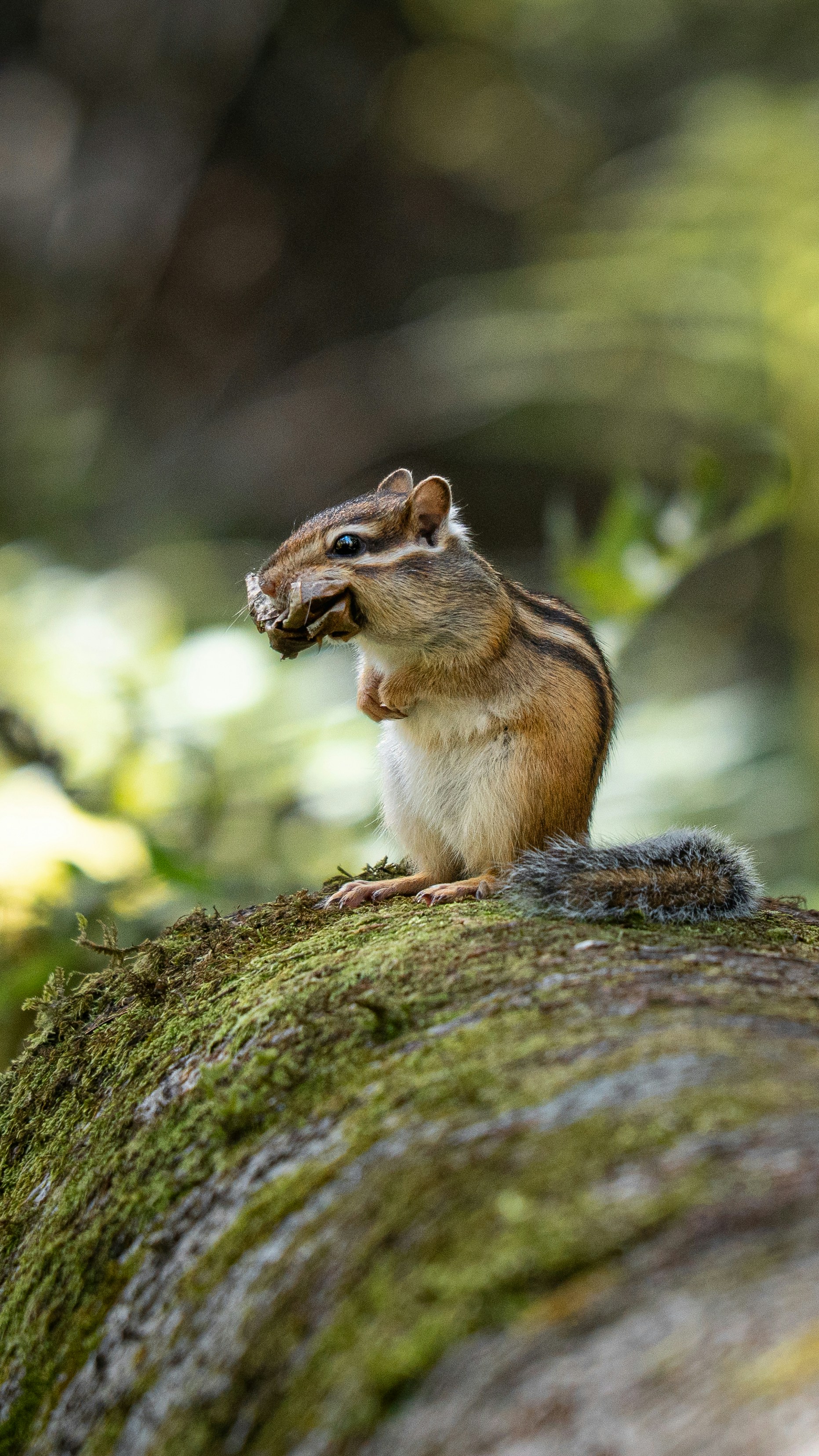 Chipmunk with food in its mouth on mossy log.