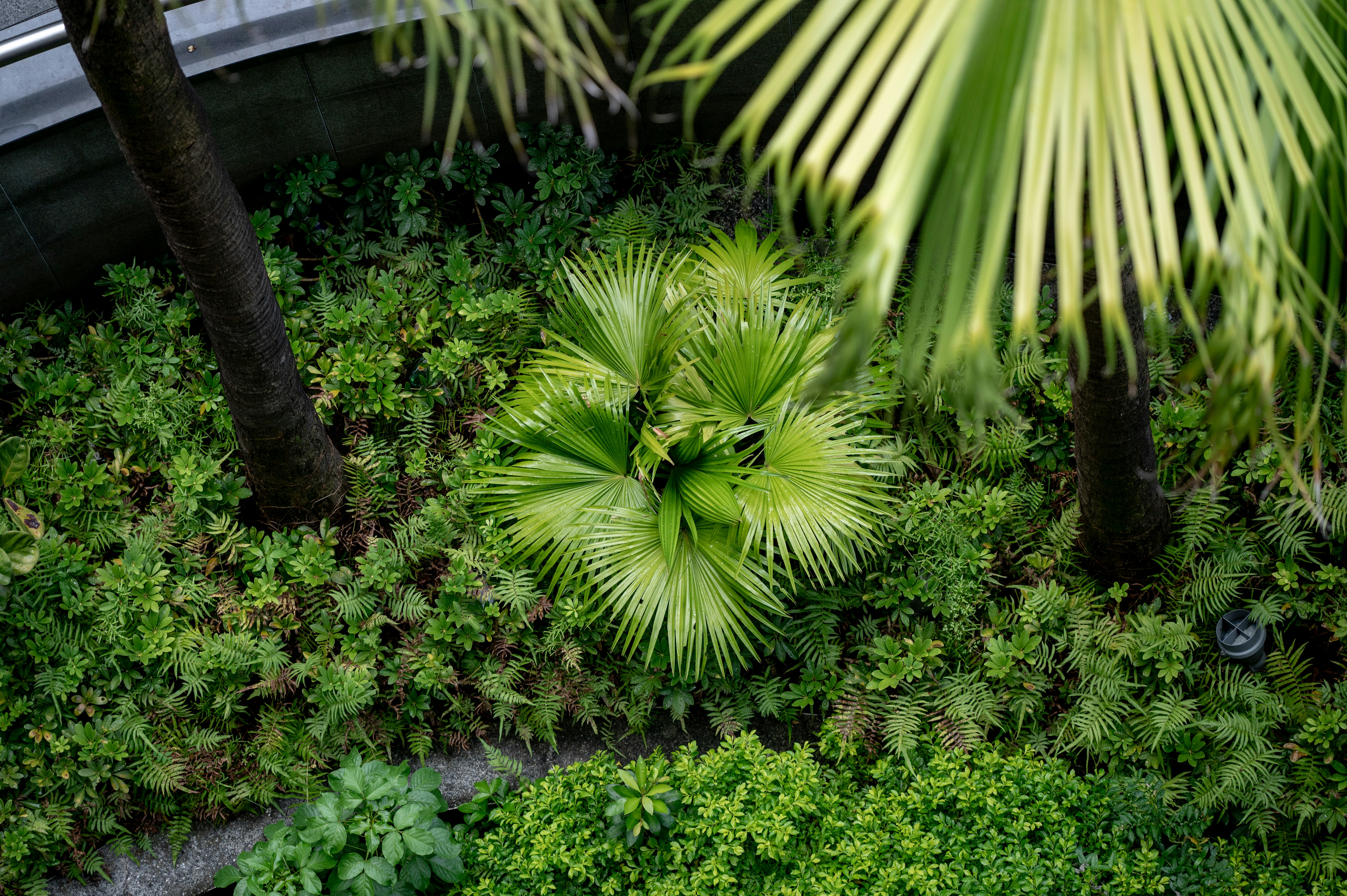 Lush green foliage with palm trees and small plants.