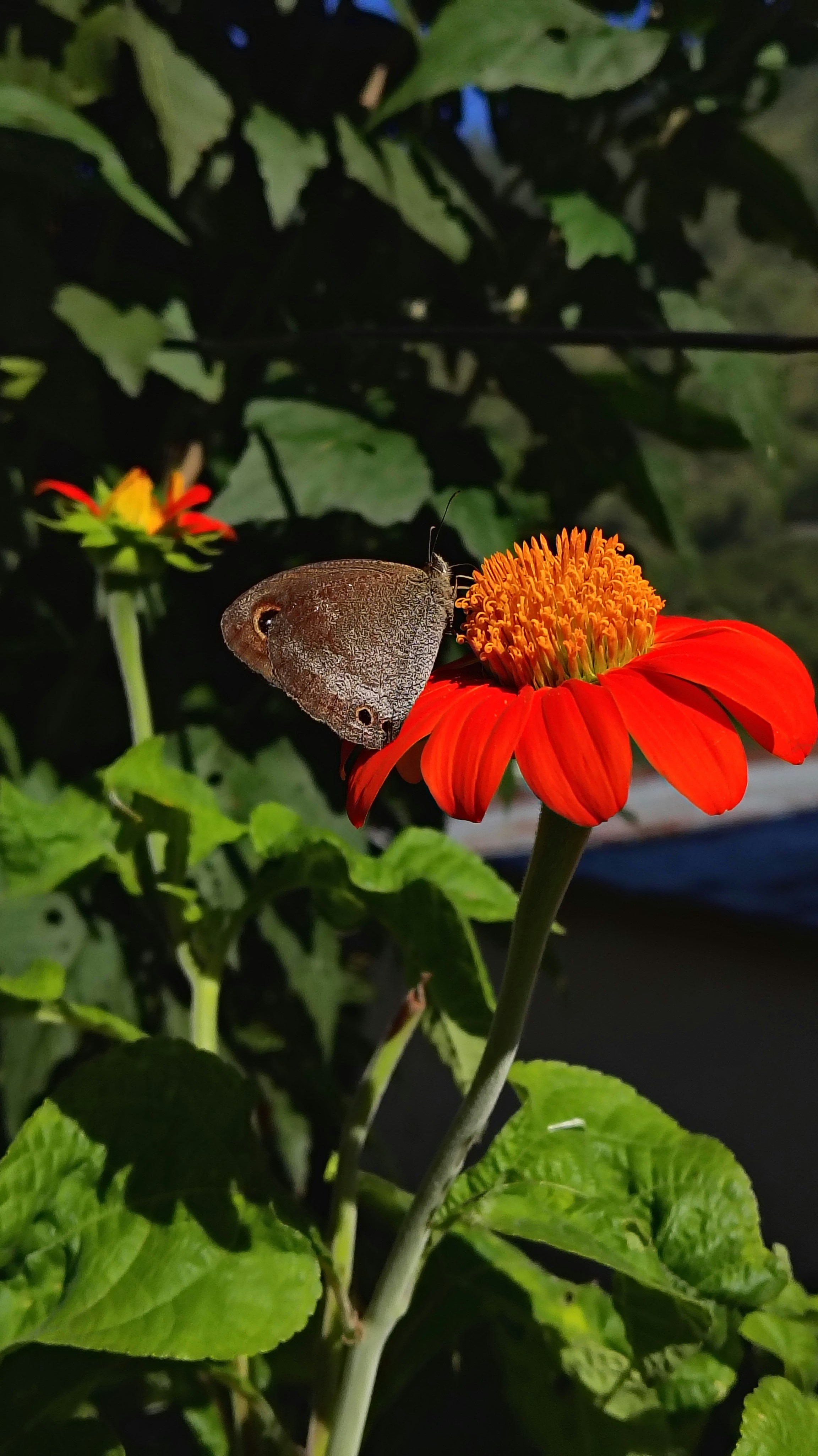 A brown butterfly rests on a bright orange flower.