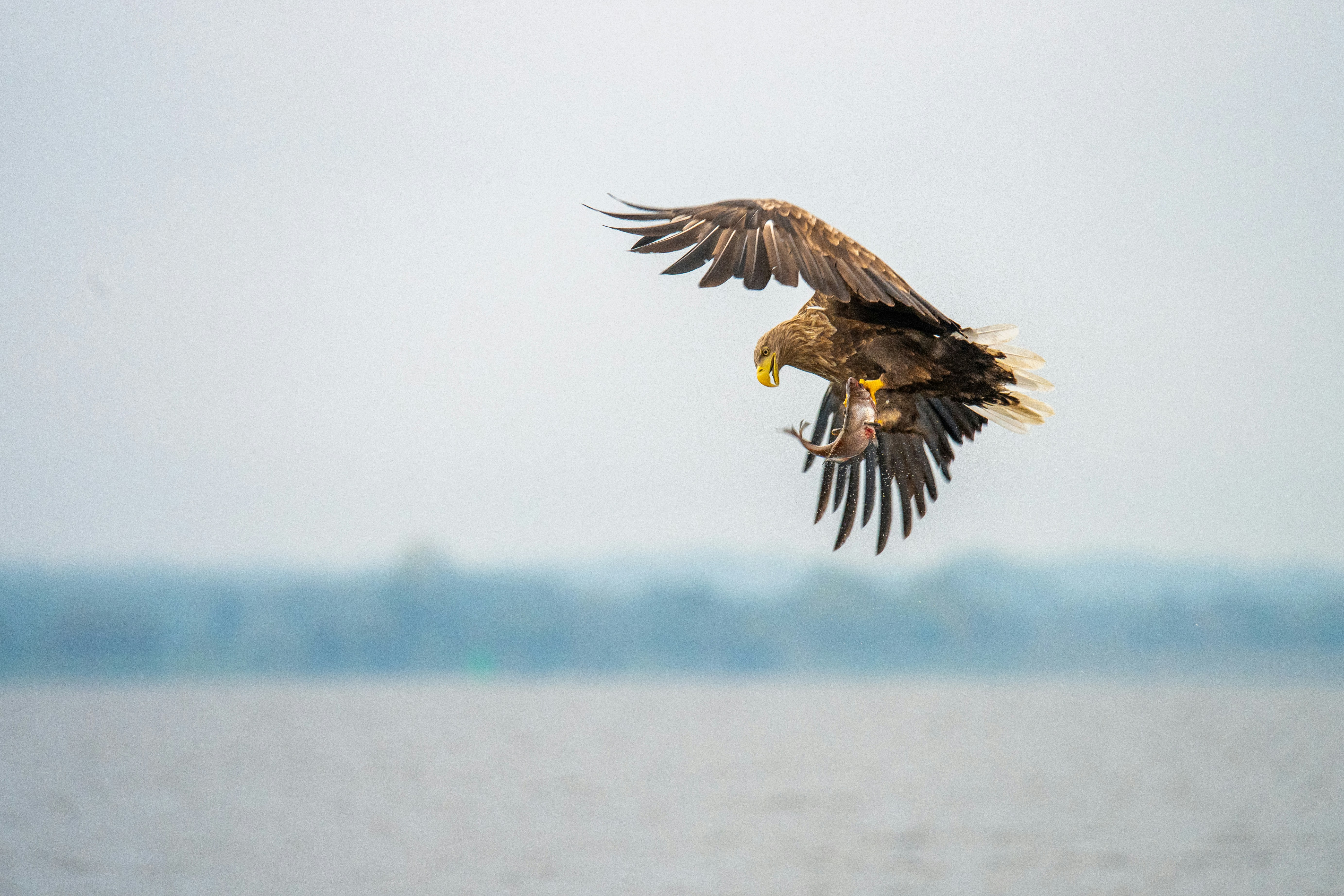 Majestic Dive: The Hunter's Grace