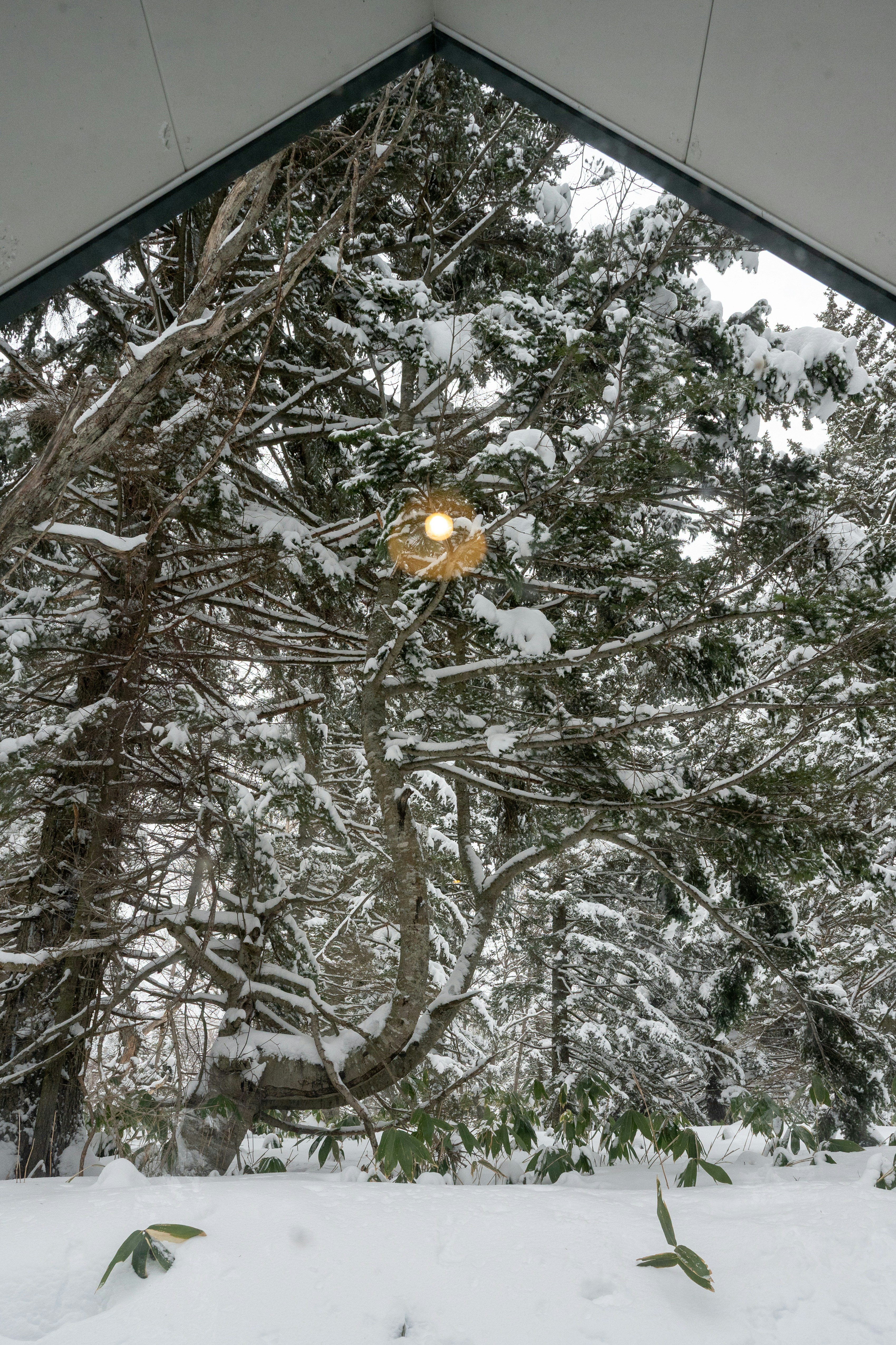 Snow-covered trees seen through a triangular opening.