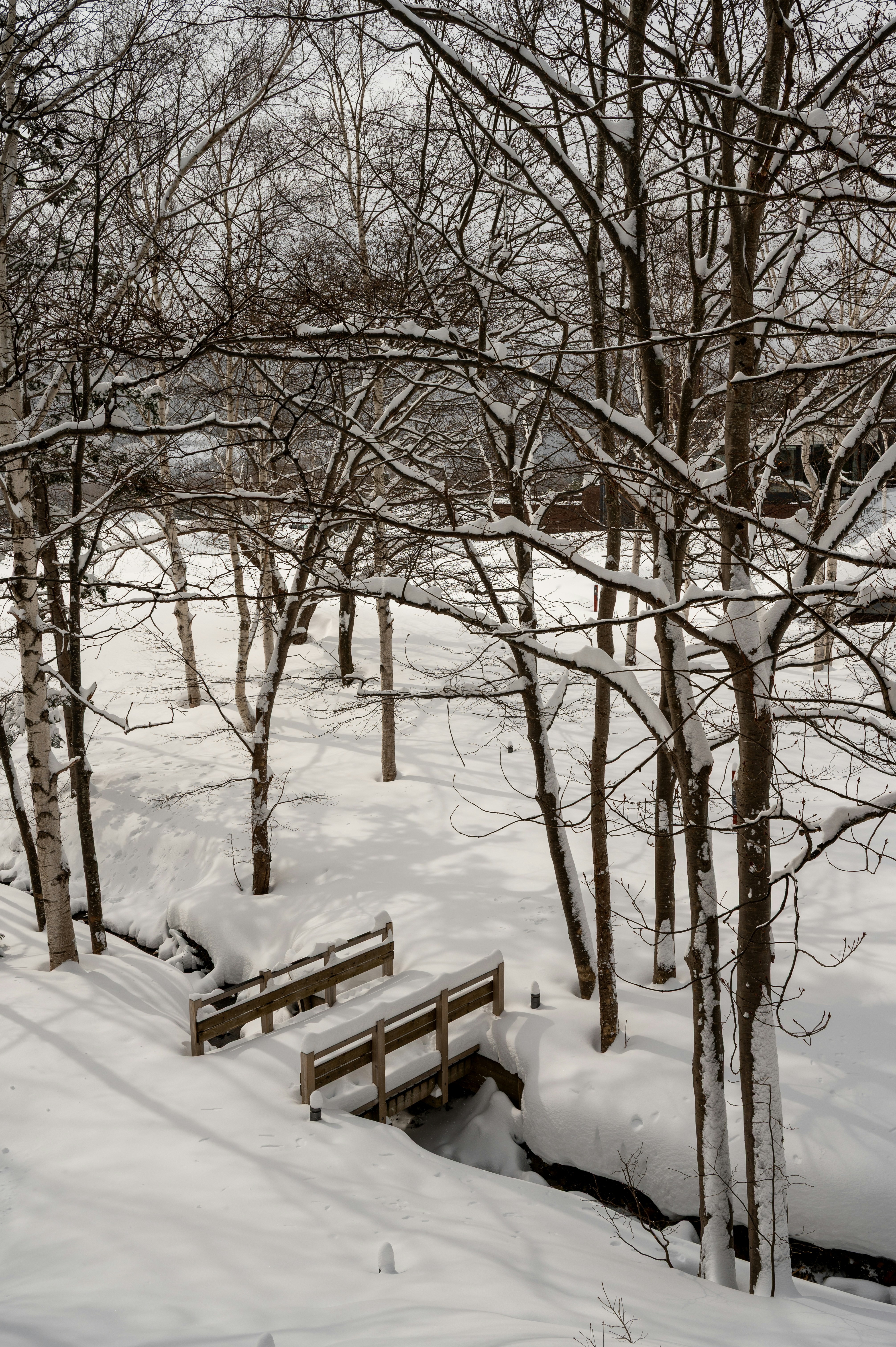 Snow-covered trees surround a wooden bridge over a stream.