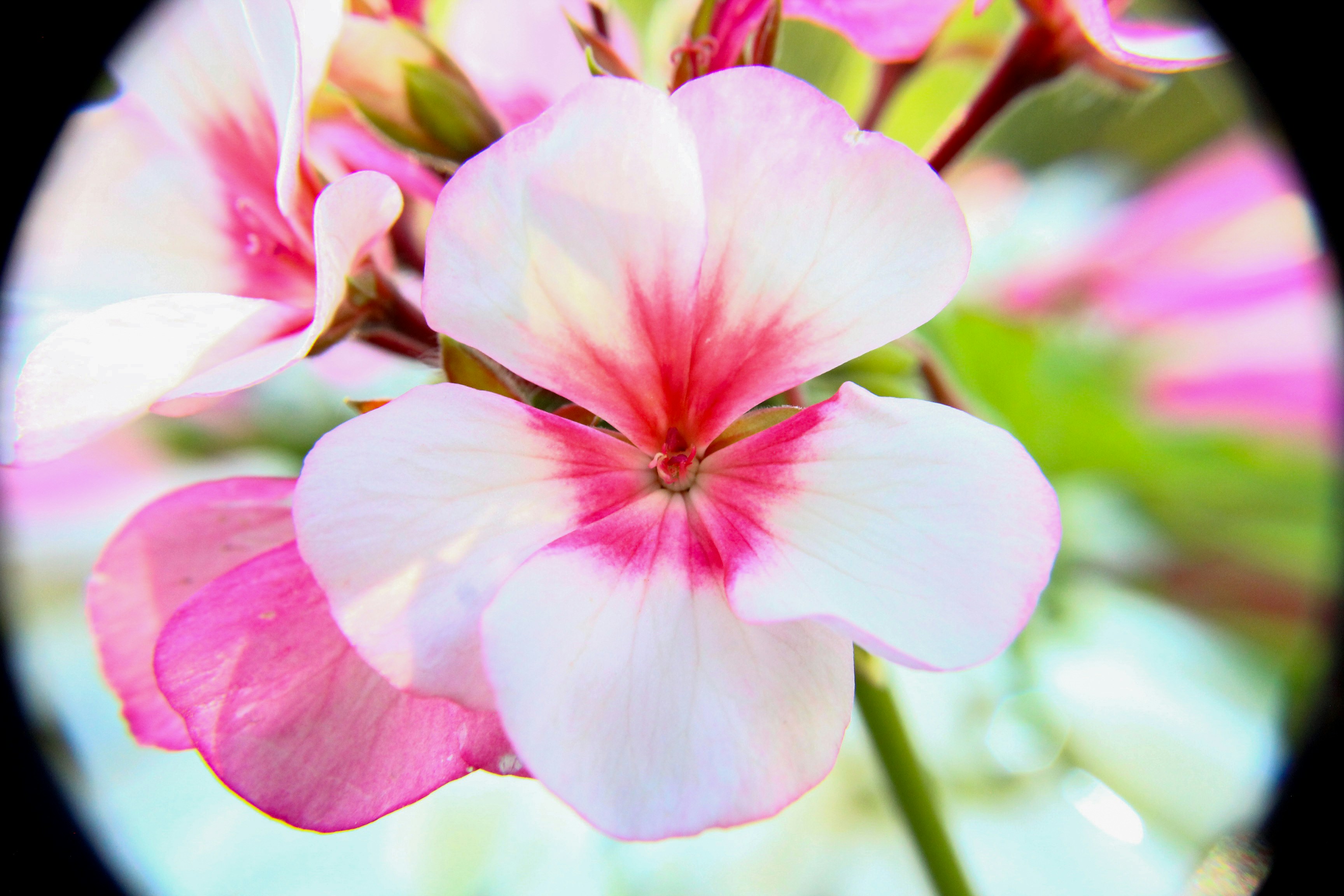 Close-up of pink and white geranium flowers blooming.