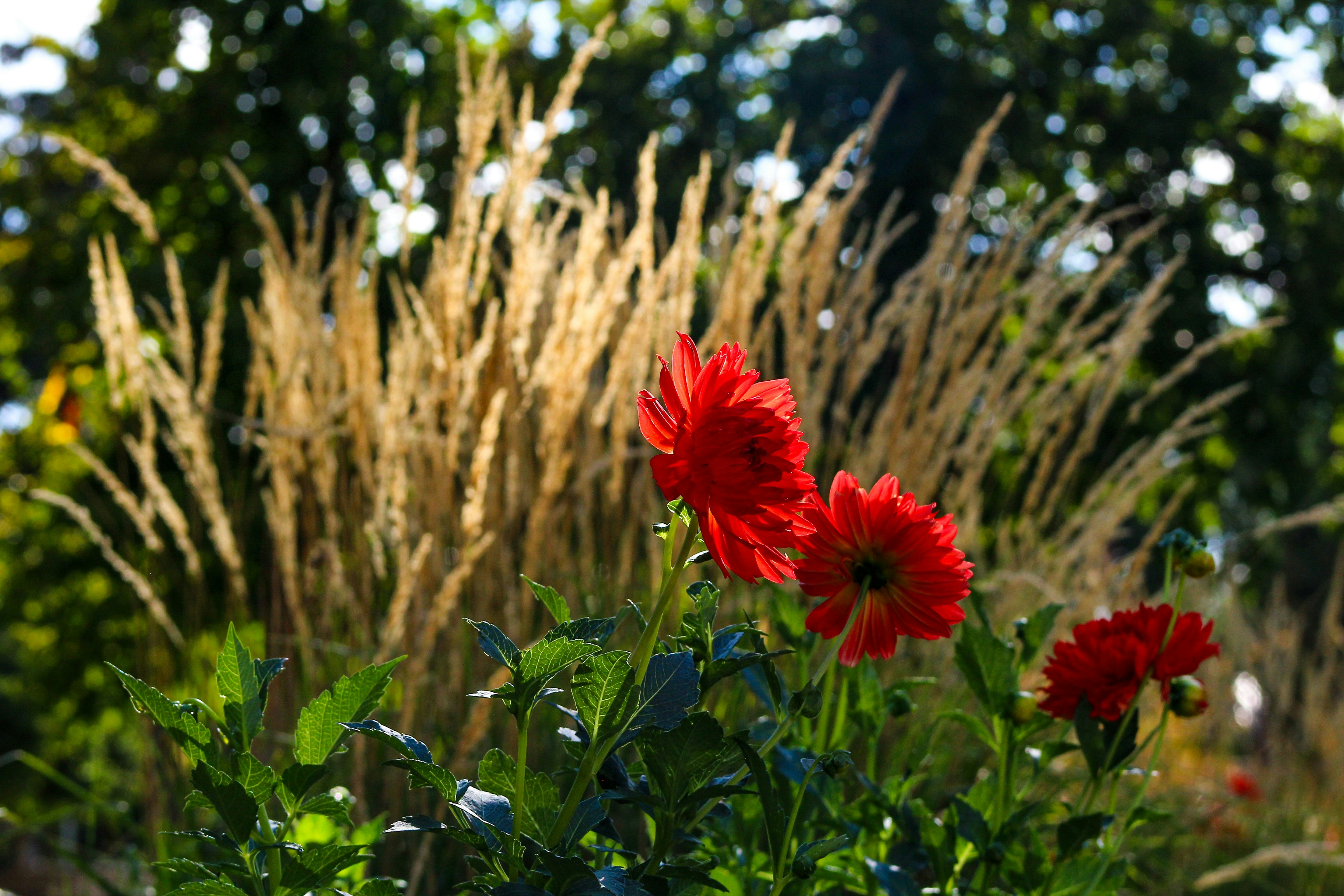 Crimson Blooms Amidst Golden Grasses