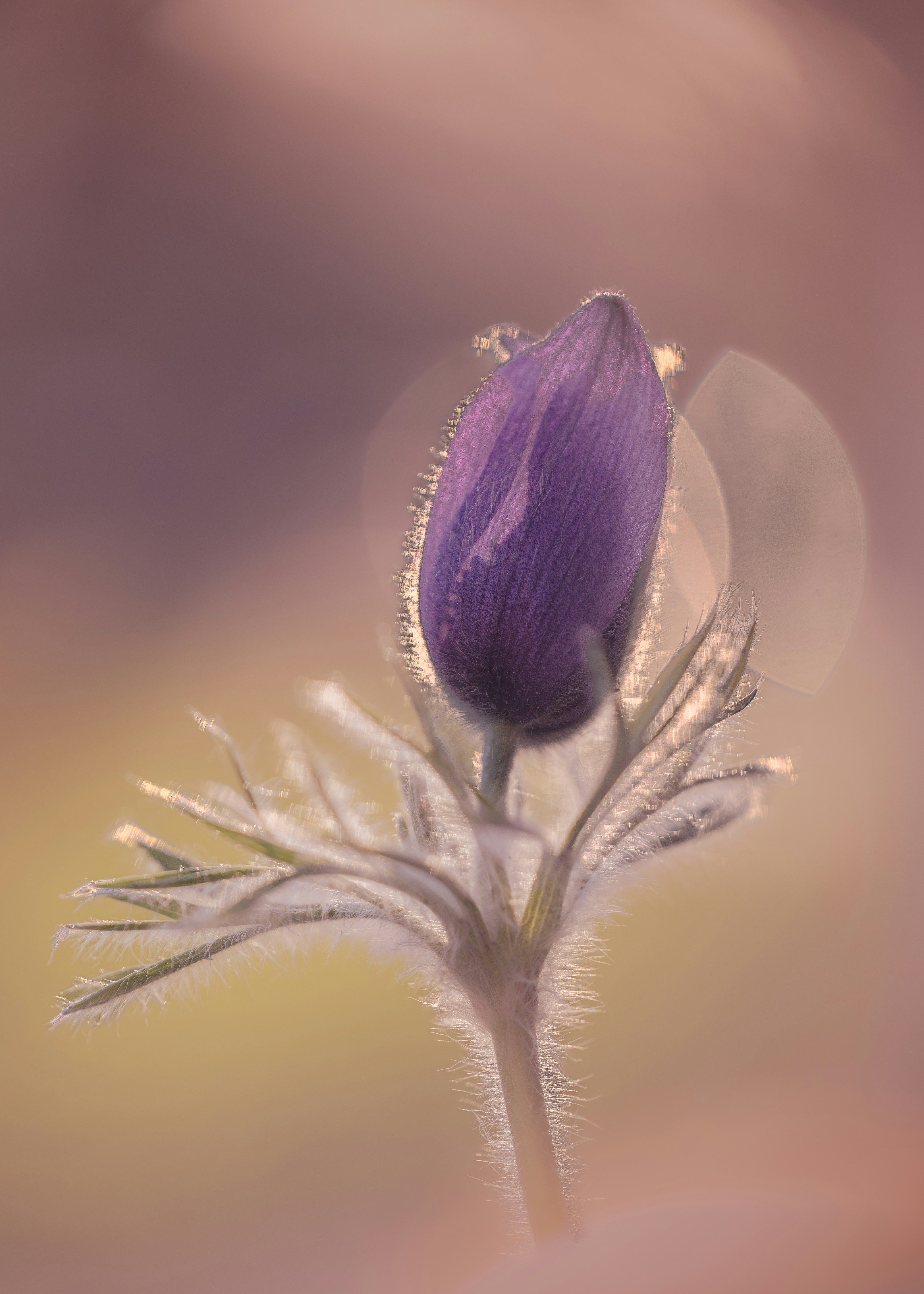 Wildemanskruid in tegenlicht. | A single purple pasqueflower bud with delicate details.