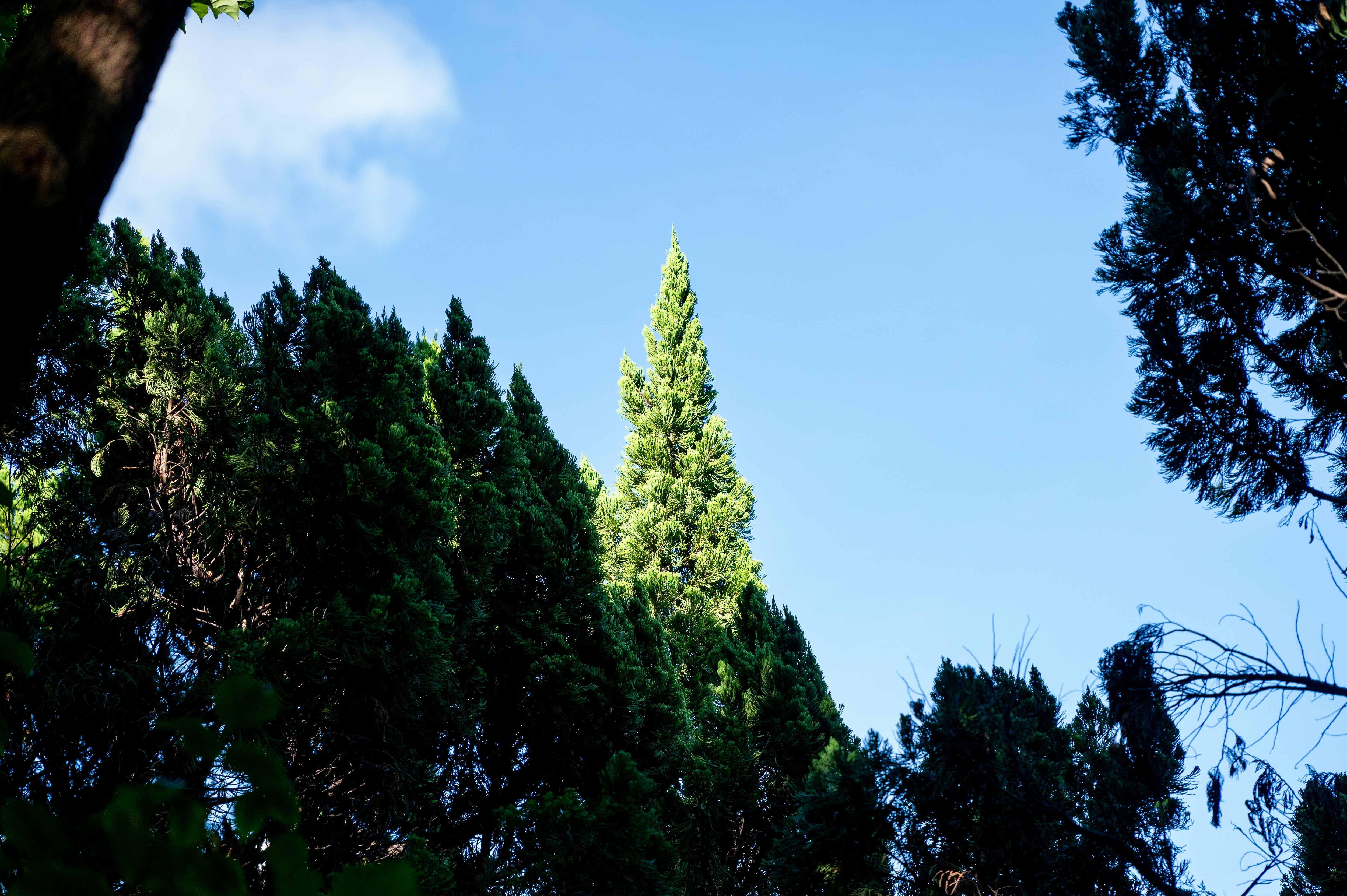 Tall green cypress tree against a bright blue sky.