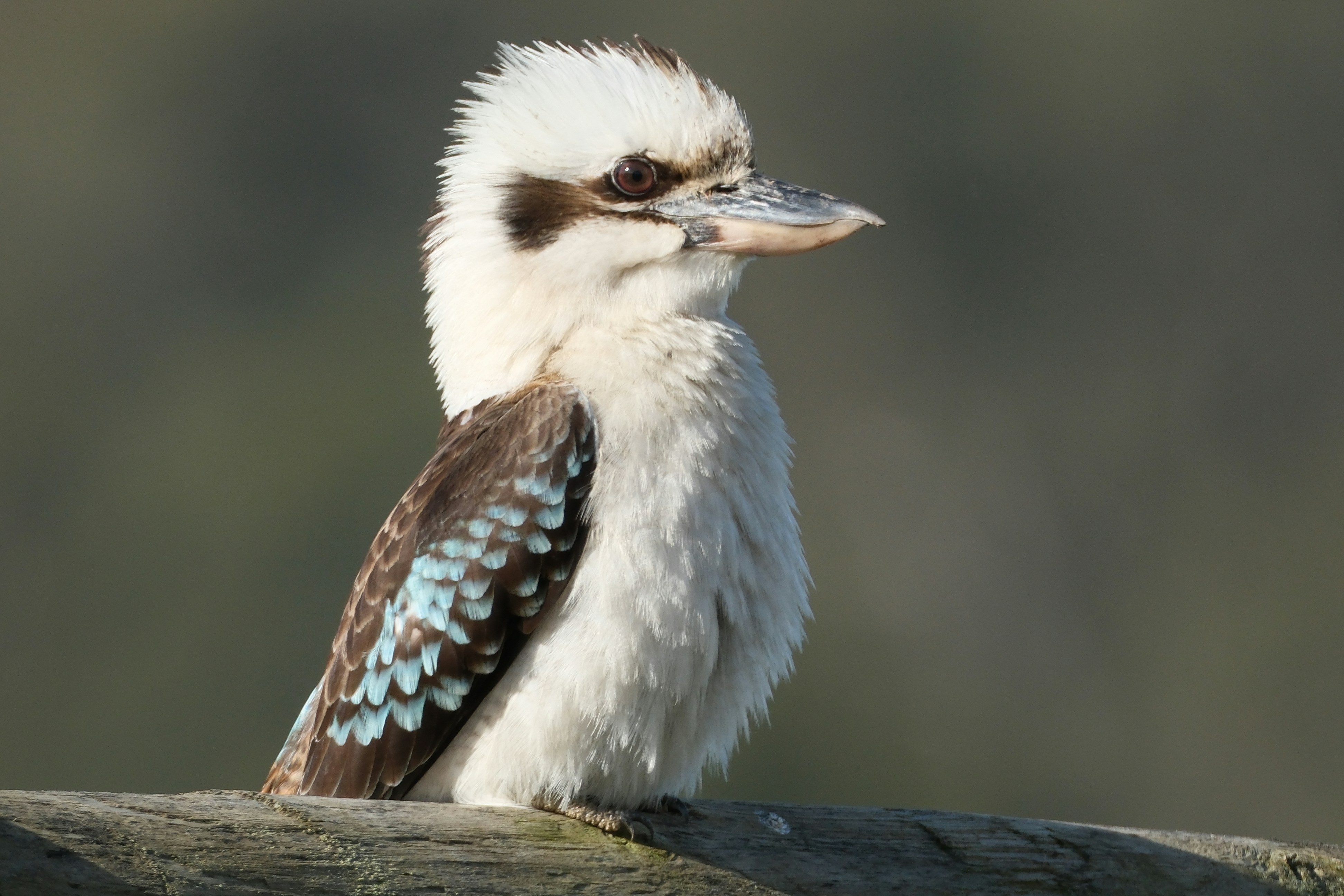 Kookaburra perched on a wooden surface outdoors.