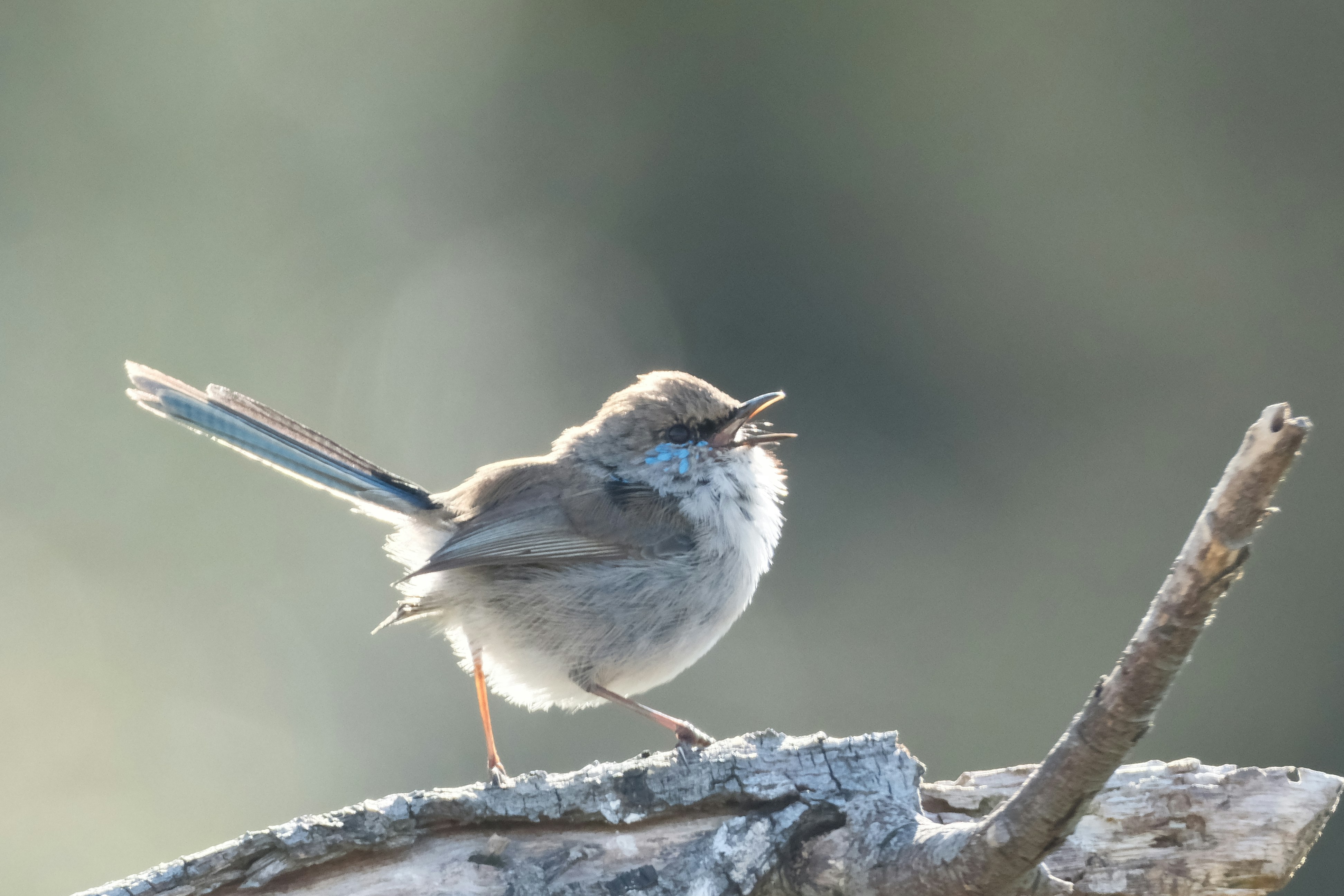 A small bird perched on a branch with food.
