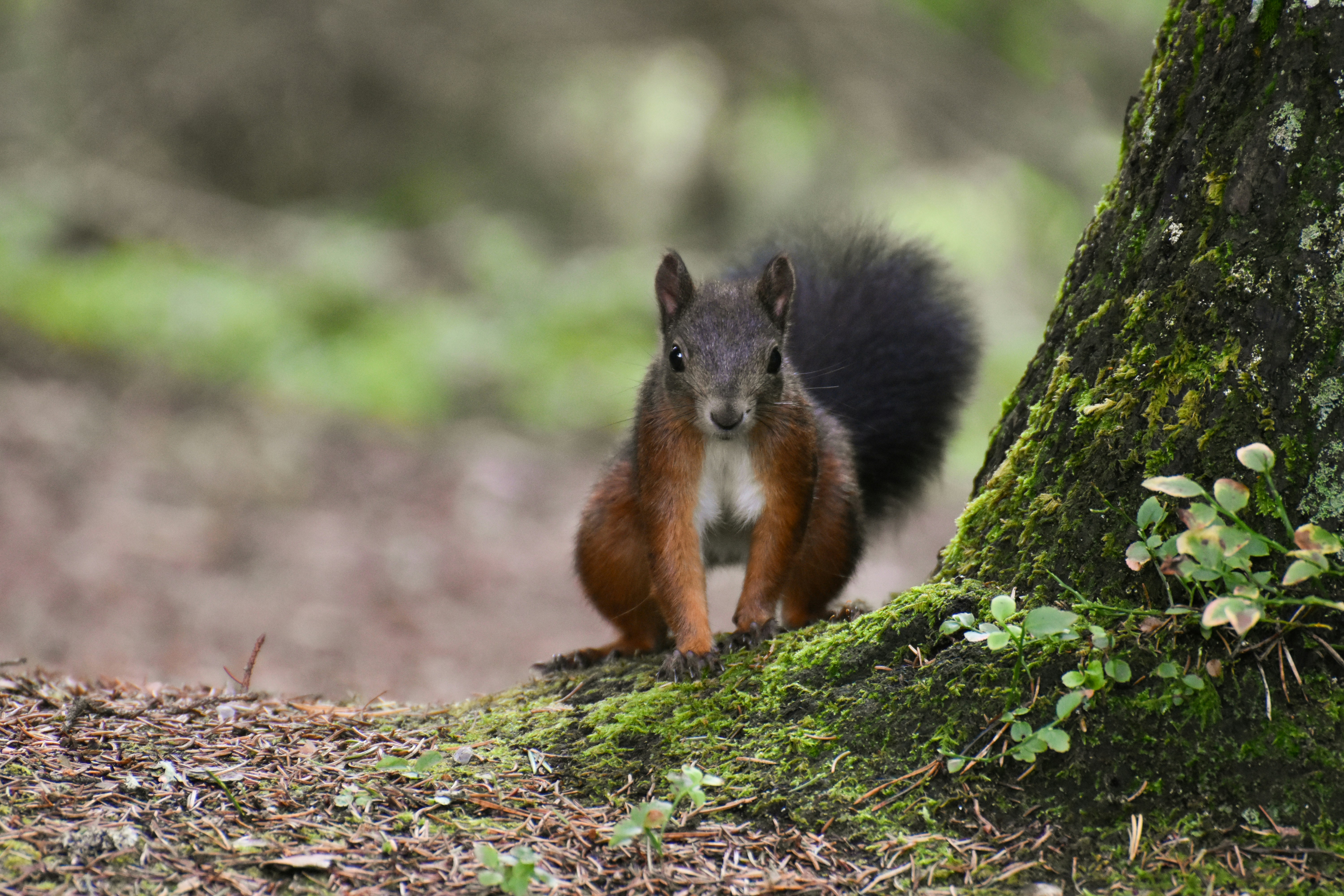 Whiskered Watcher of the Woods
