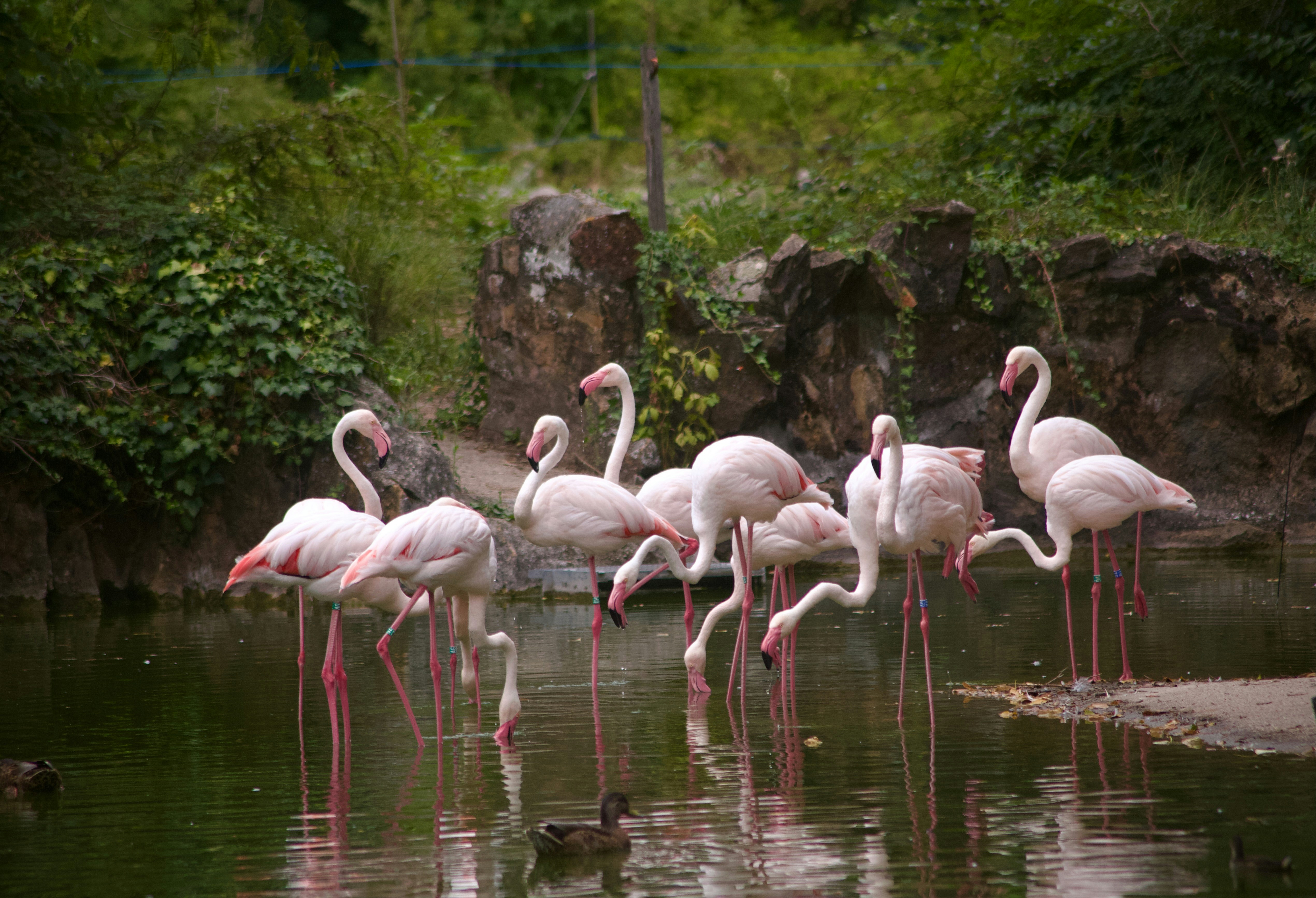 A flock of pink flamingos standing in shallow water.