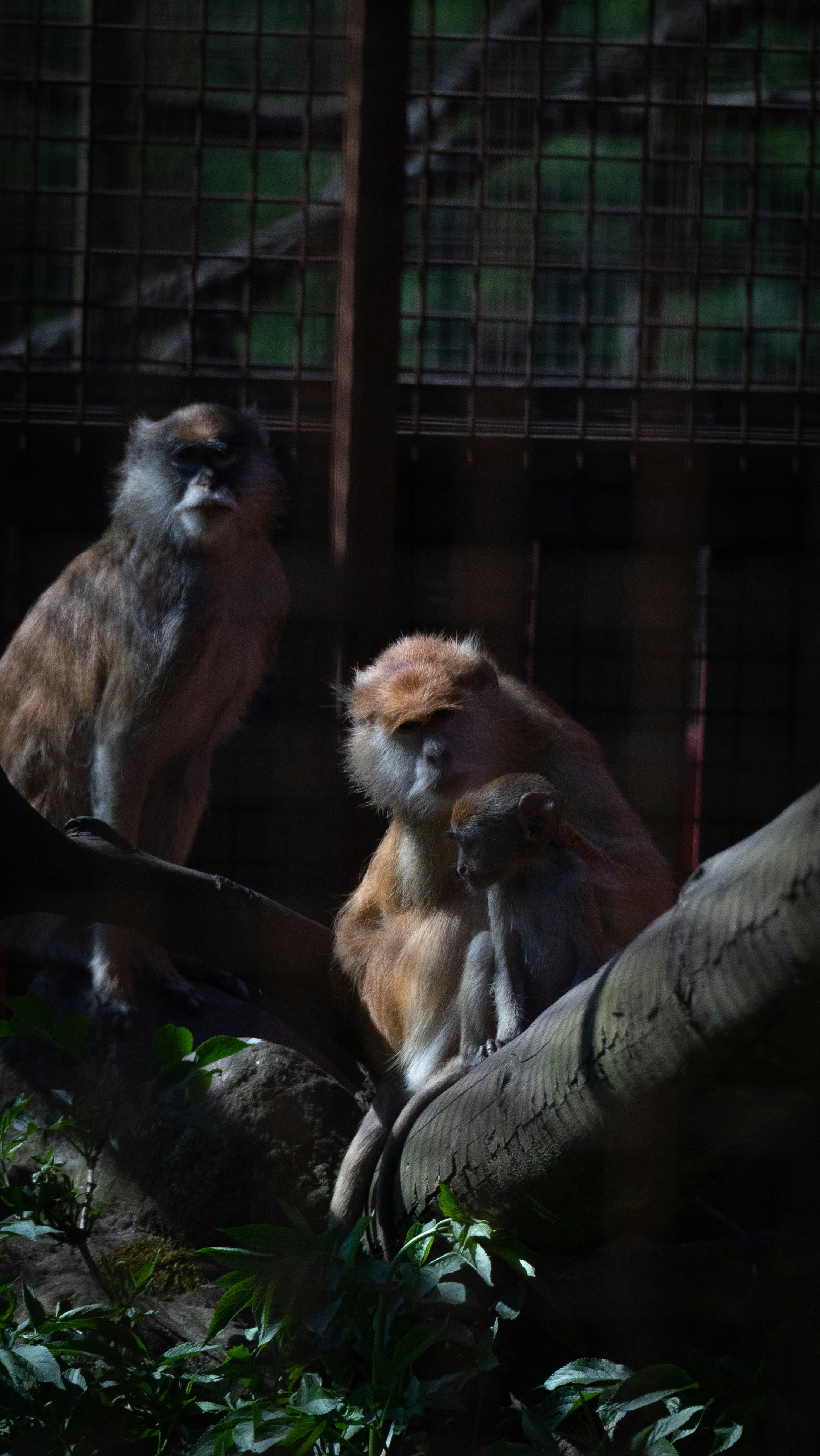 Monkeys | Three monkeys sitting on a tree branch.