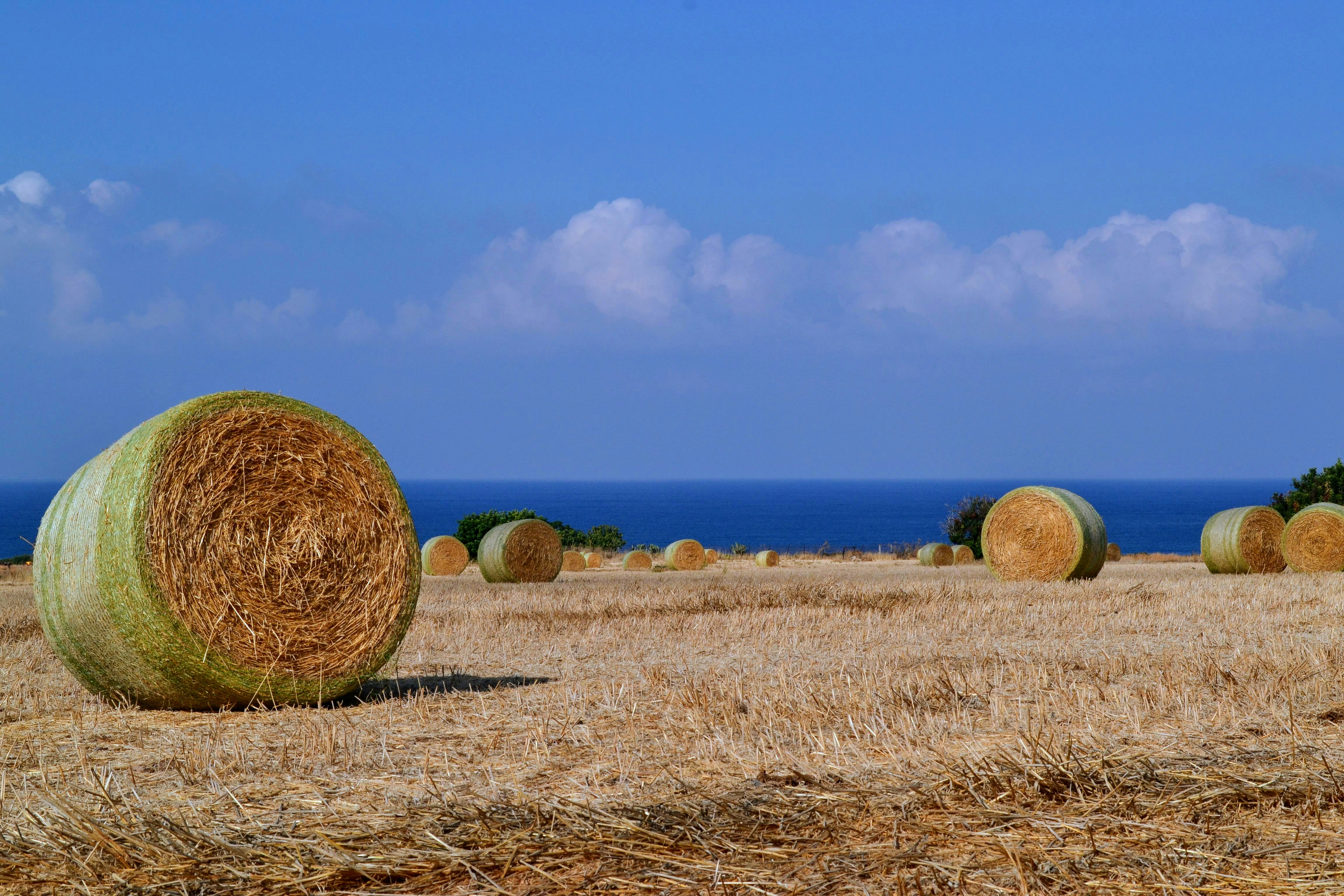 Hay Bales | Hay bales in a field with the ocean behind.