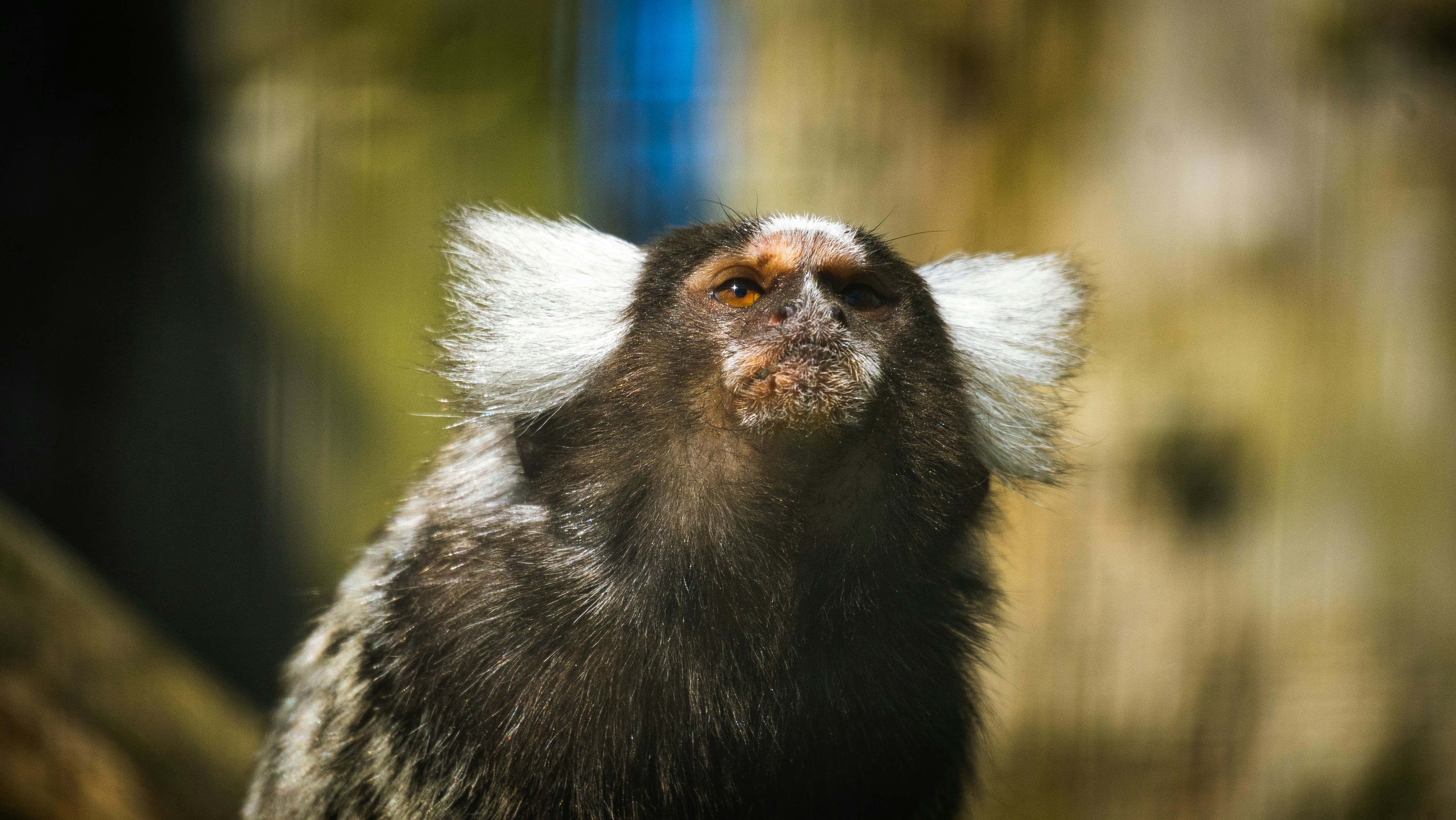 A close-up of a small monkey with white ear tufts.